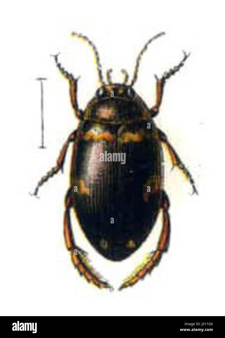 Agabus undulatus hi-res stock photography and images - Alamy