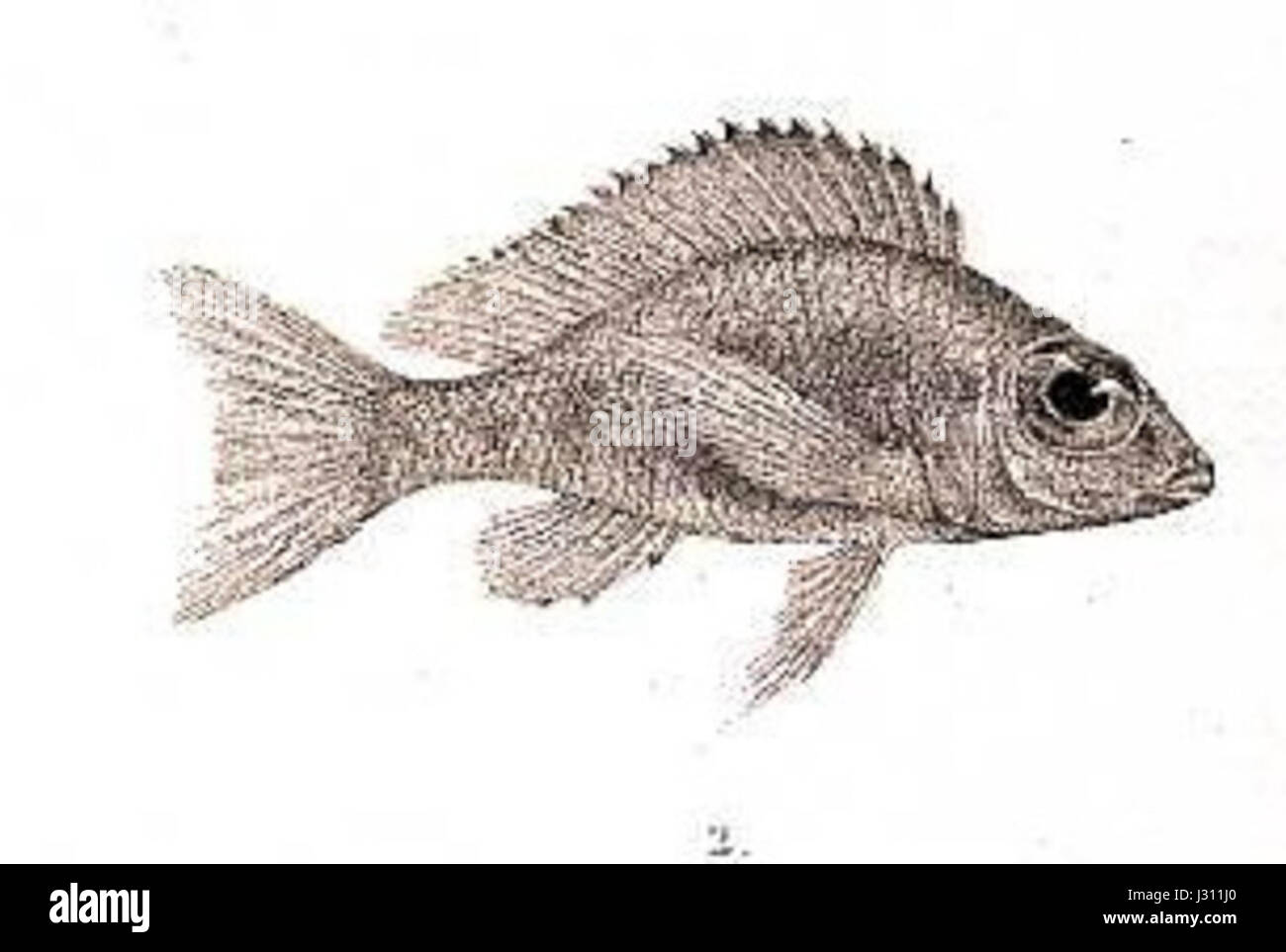 Callochromis macrops is a species of fish native to Lake Tanganyika in ...