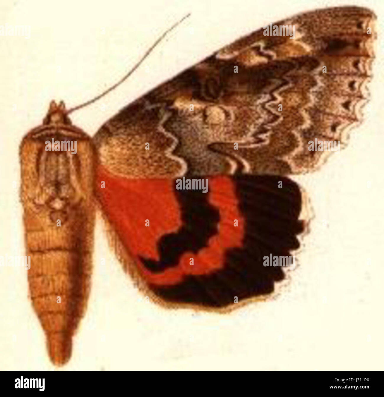 Catocala marmorata hi-res stock photography and images - Alamy