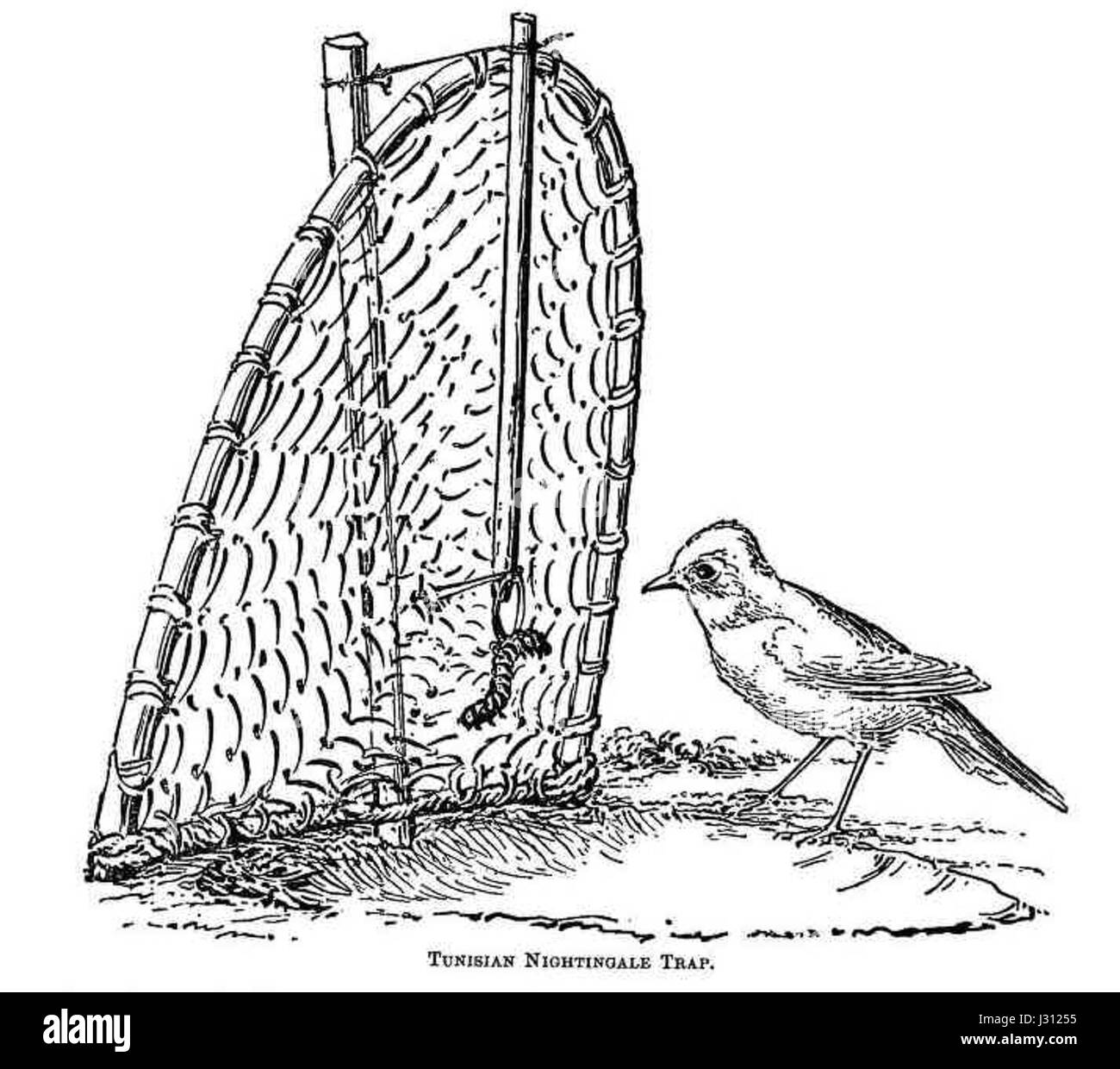 A baited trap is a tool used to lure animals or pests into a confined ...