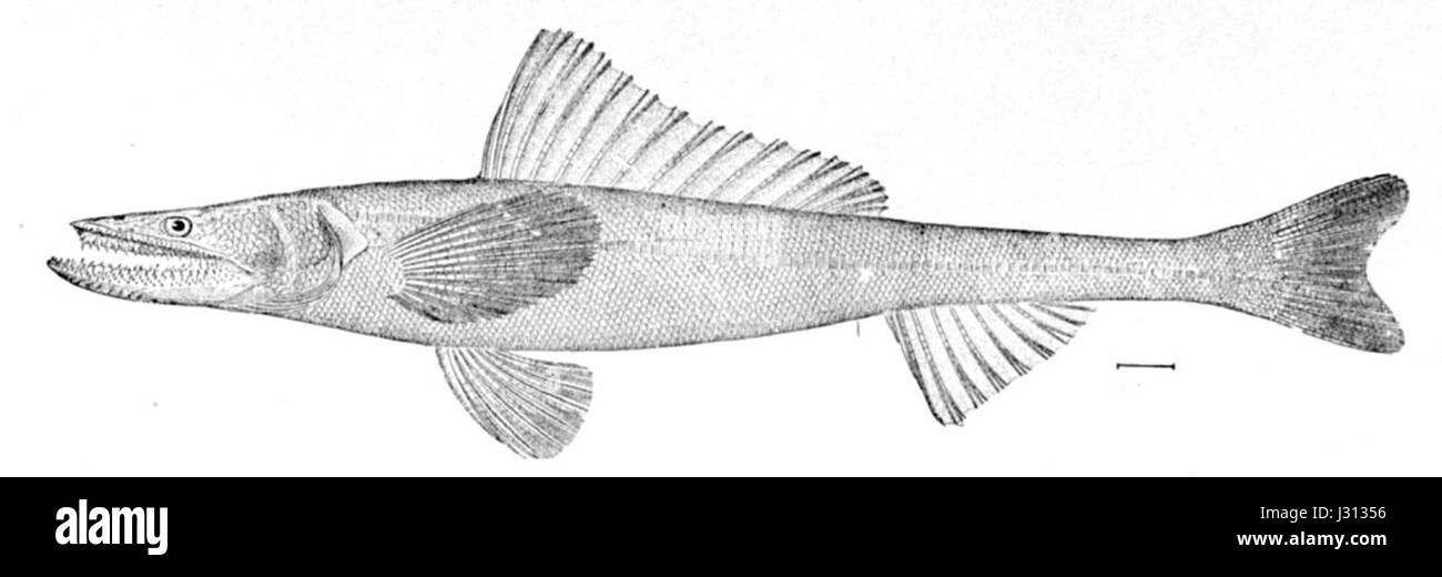 Bathysaurus ferox hi-res stock photography and images - Alamy