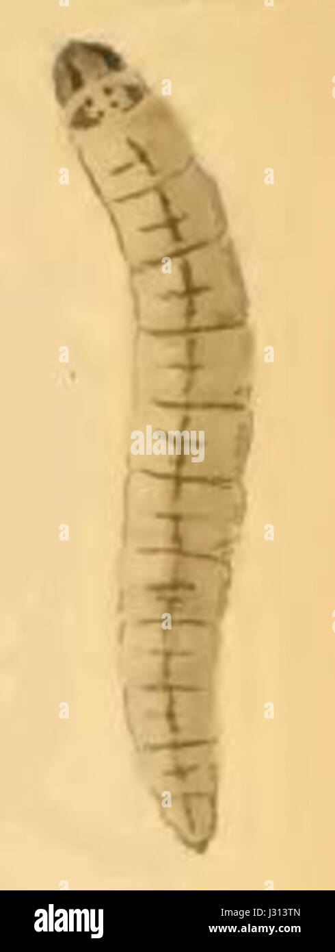 The larva of Carpatolechia decorella is the immature stage of a moth in ...