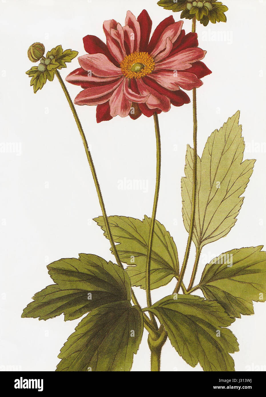 Anemone japonica, commonly known as Japanese anemone, is a perennial ...