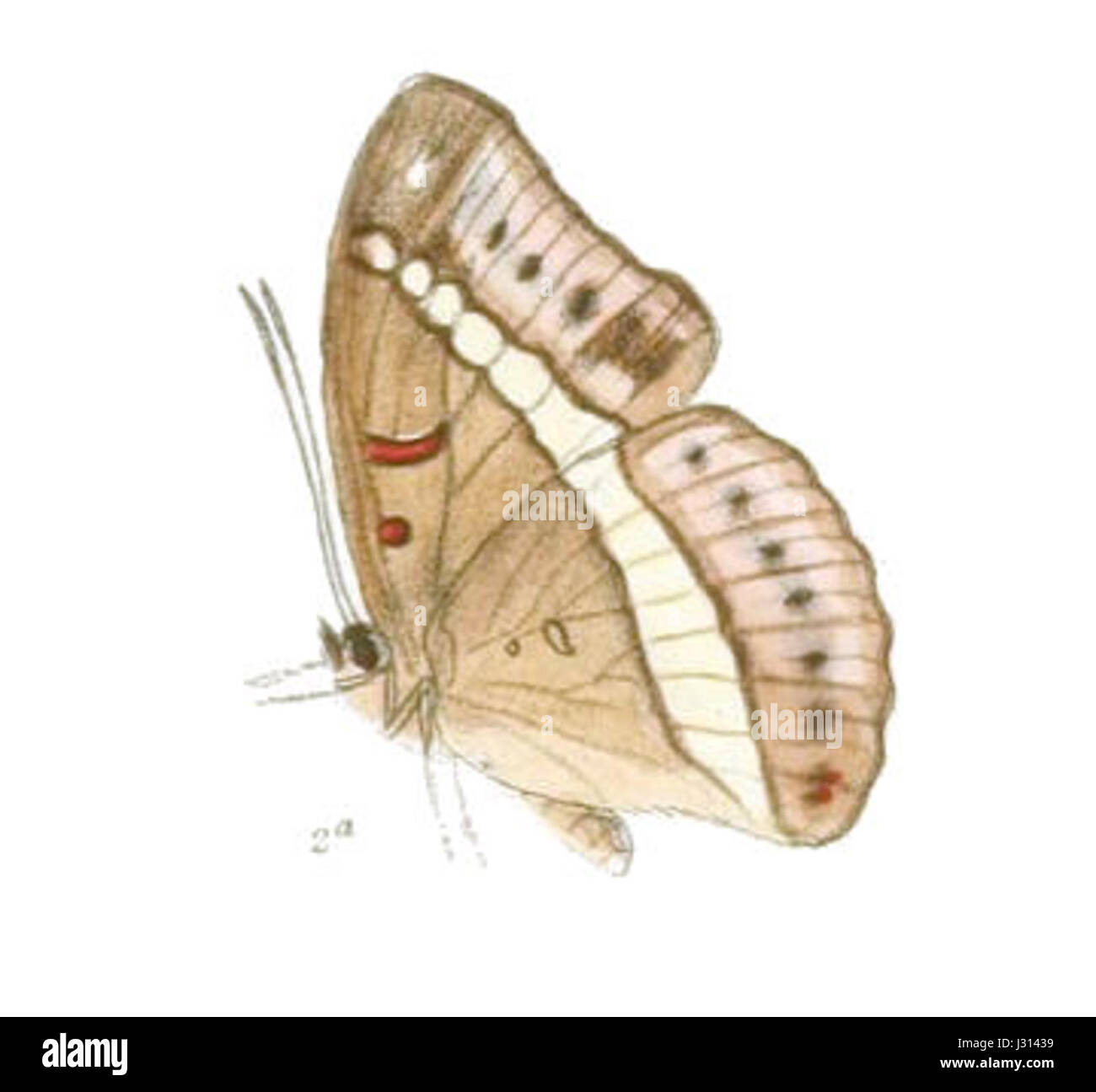 This represents a detailed study of the species Bassarona monilis, a ...