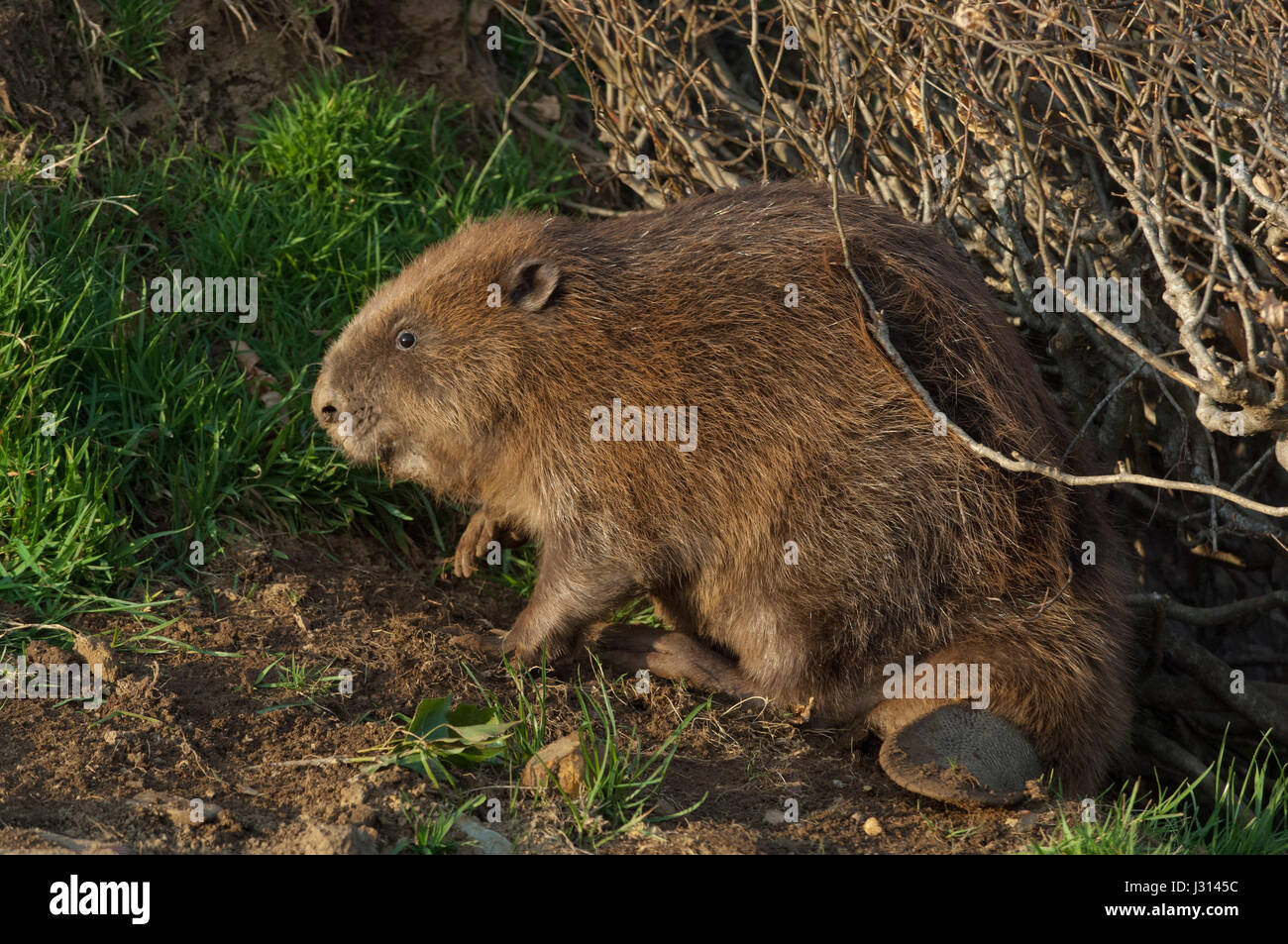 Uk beaver reintroduction hi-res stock photography and images - Alamy