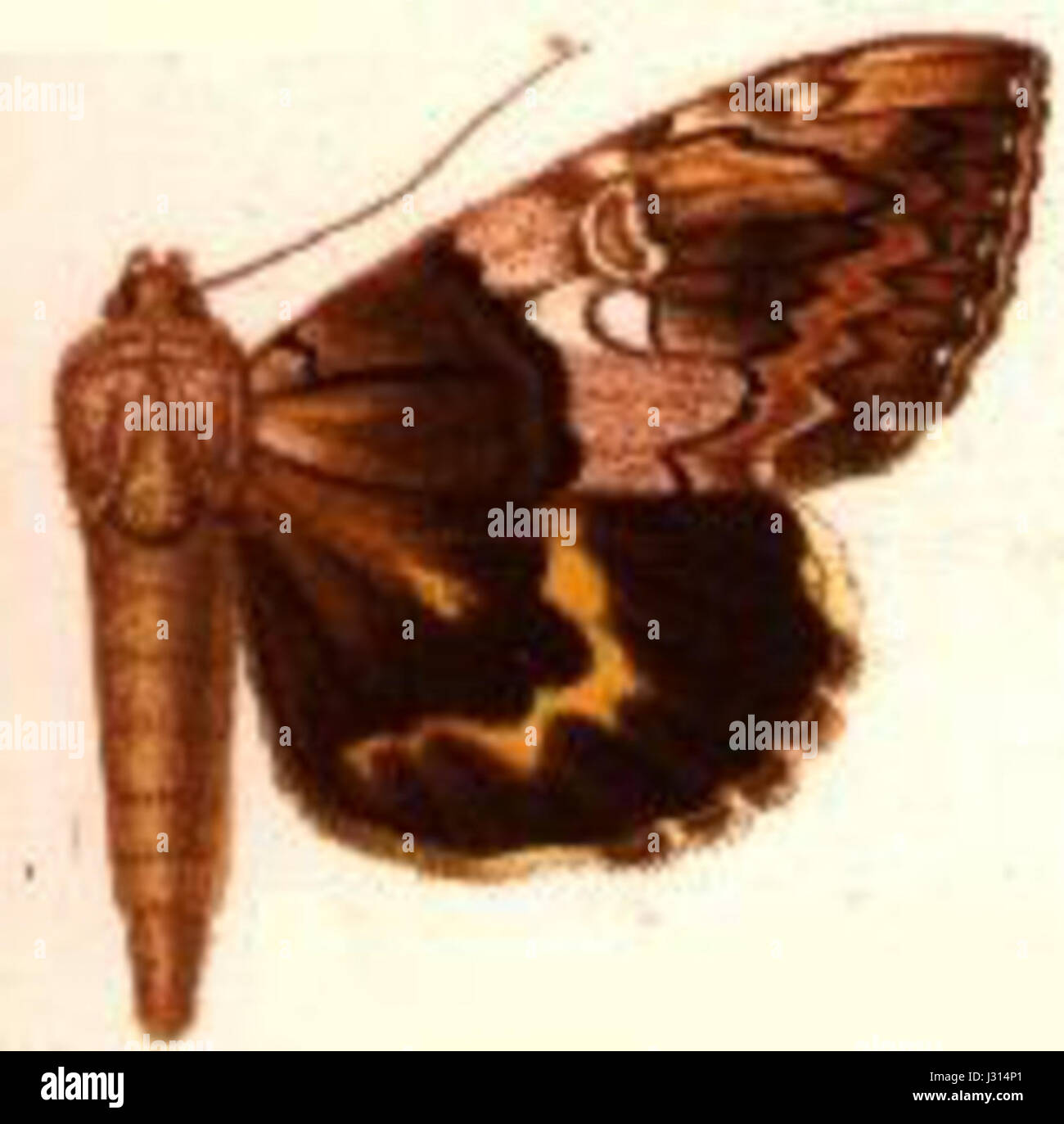 Omphale hi-res stock photography and images - Alamy