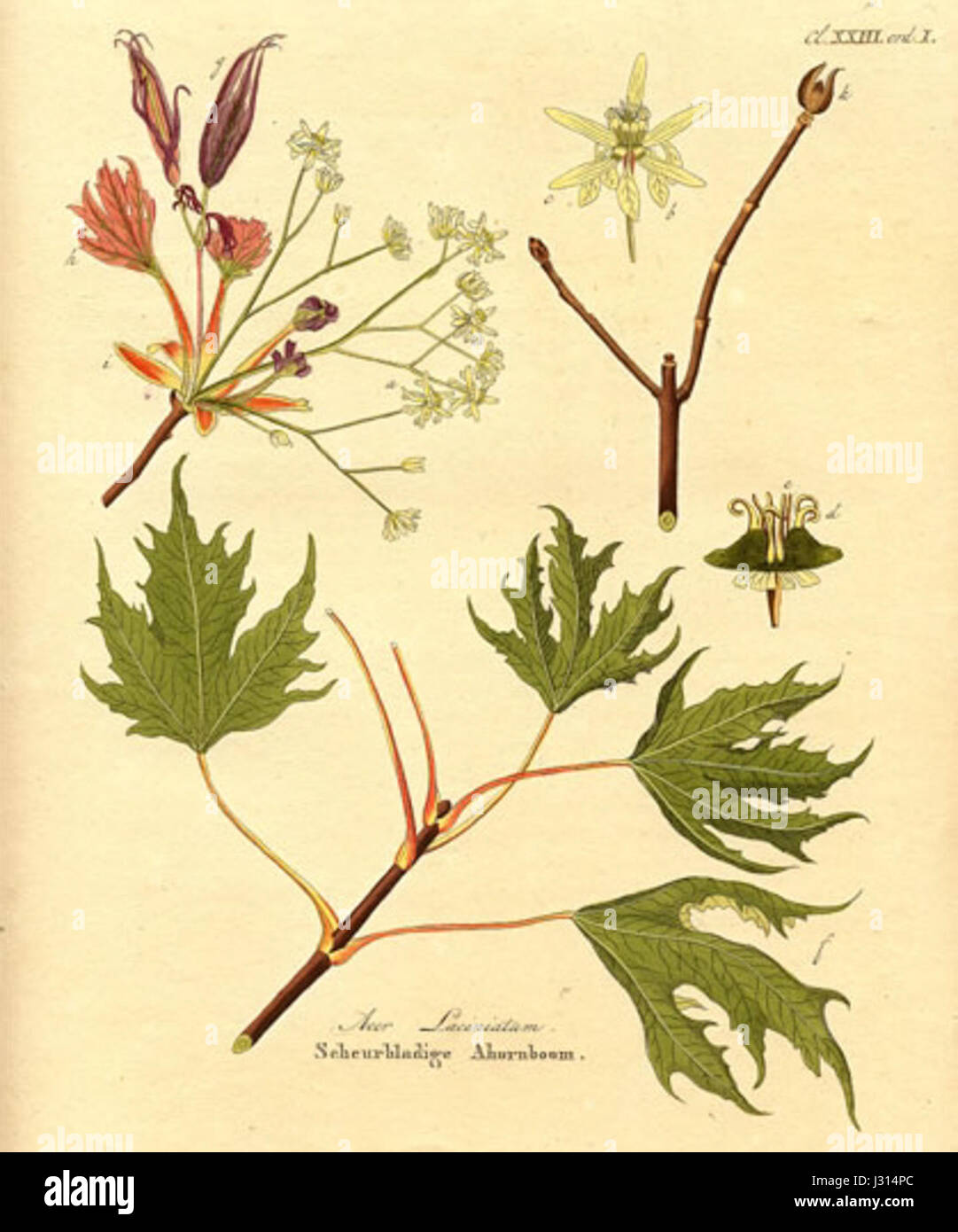 Acer platanoides 'Laciniatum' is a cultivar of the Norway maple known ...