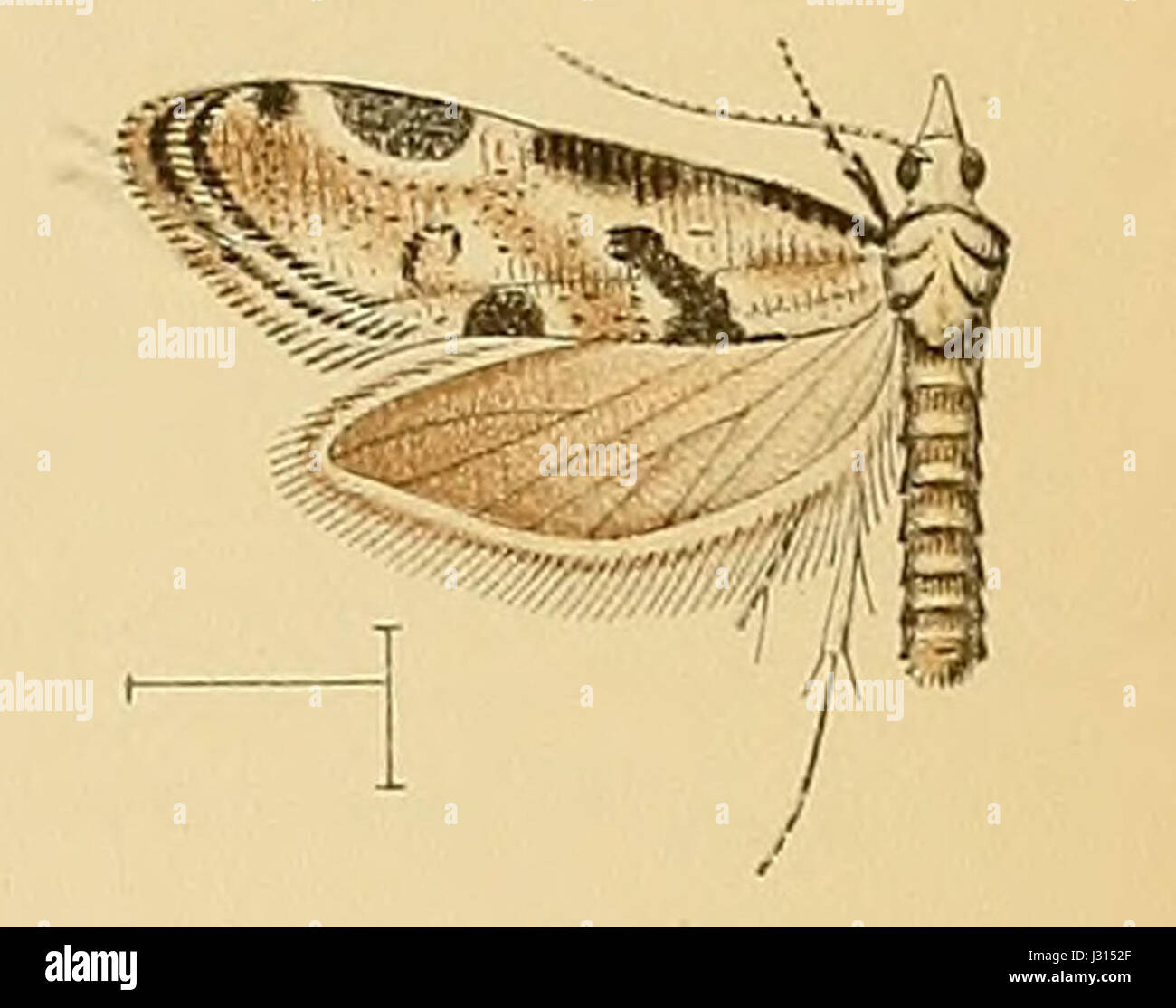 Family tortricidae hi-res stock photography and images - Alamy
