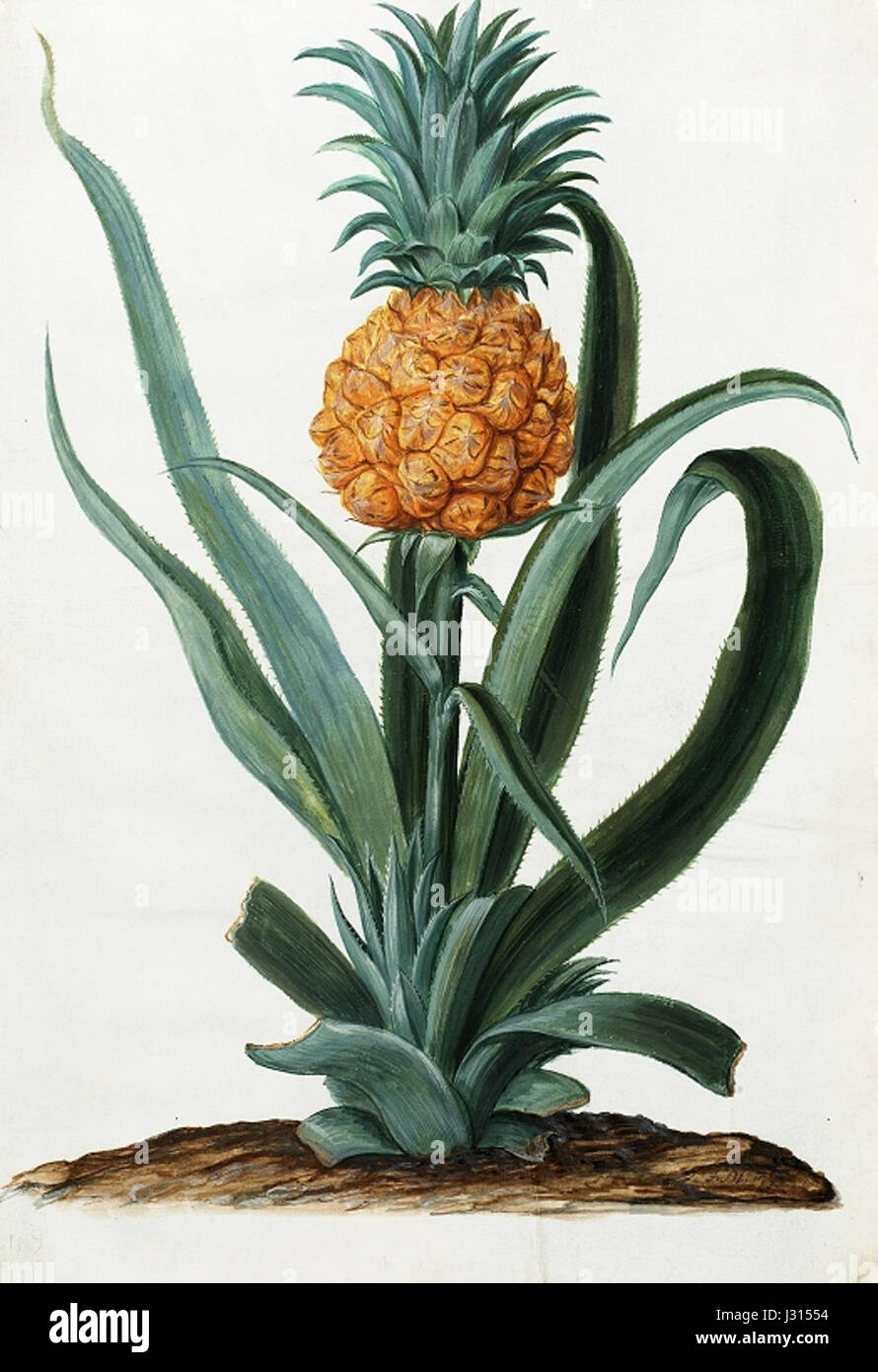 Ananas illustration hi-res stock photography and images - Alamy