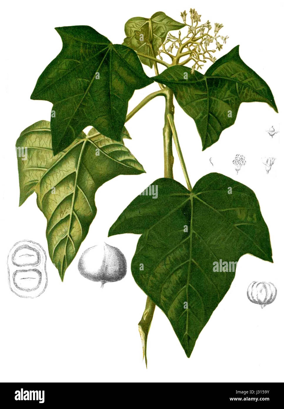 This image depicts *Aleurites moluccanus*, commonly known as the ...