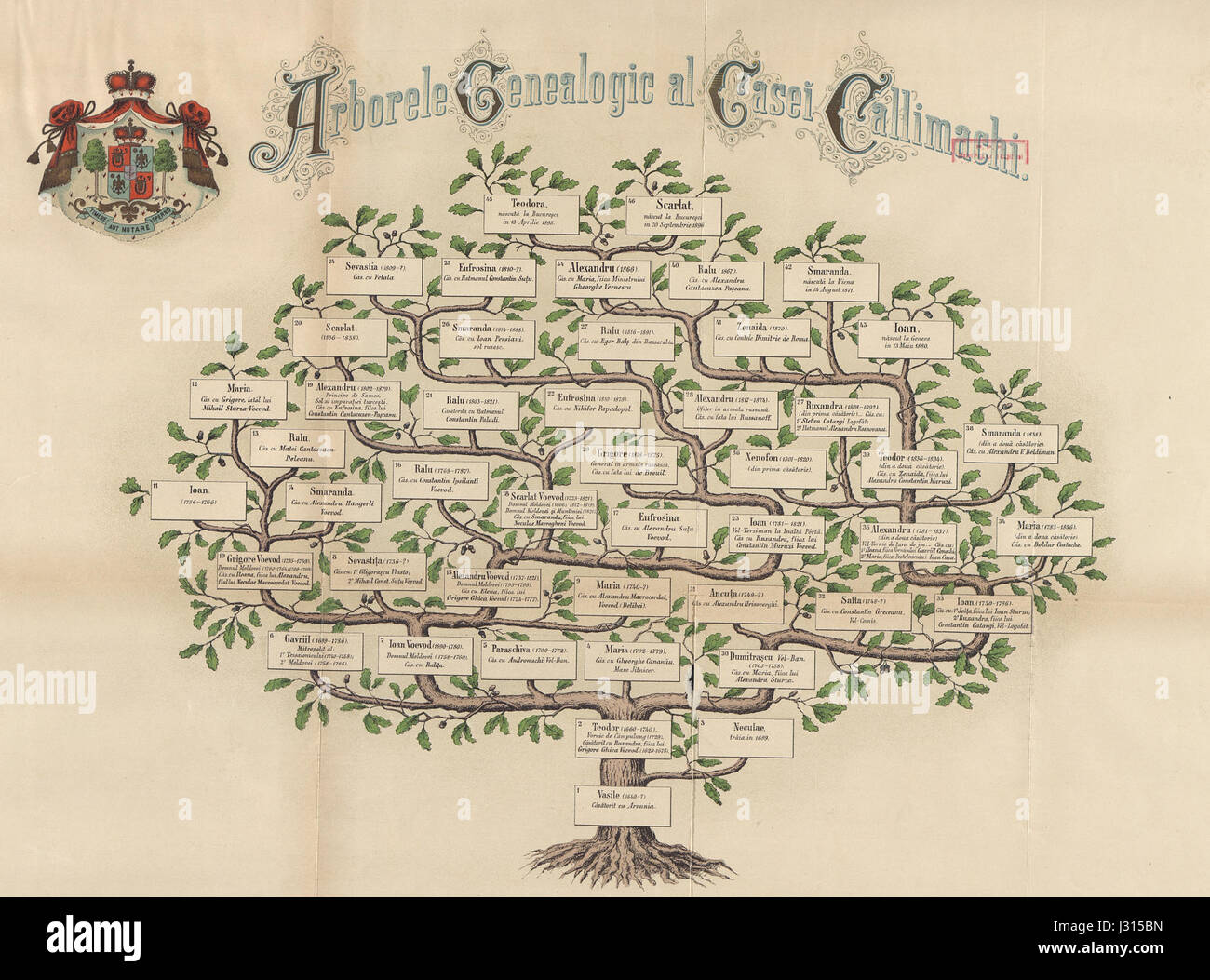 This title refers to the genealogical tree of the Callimachi family ...