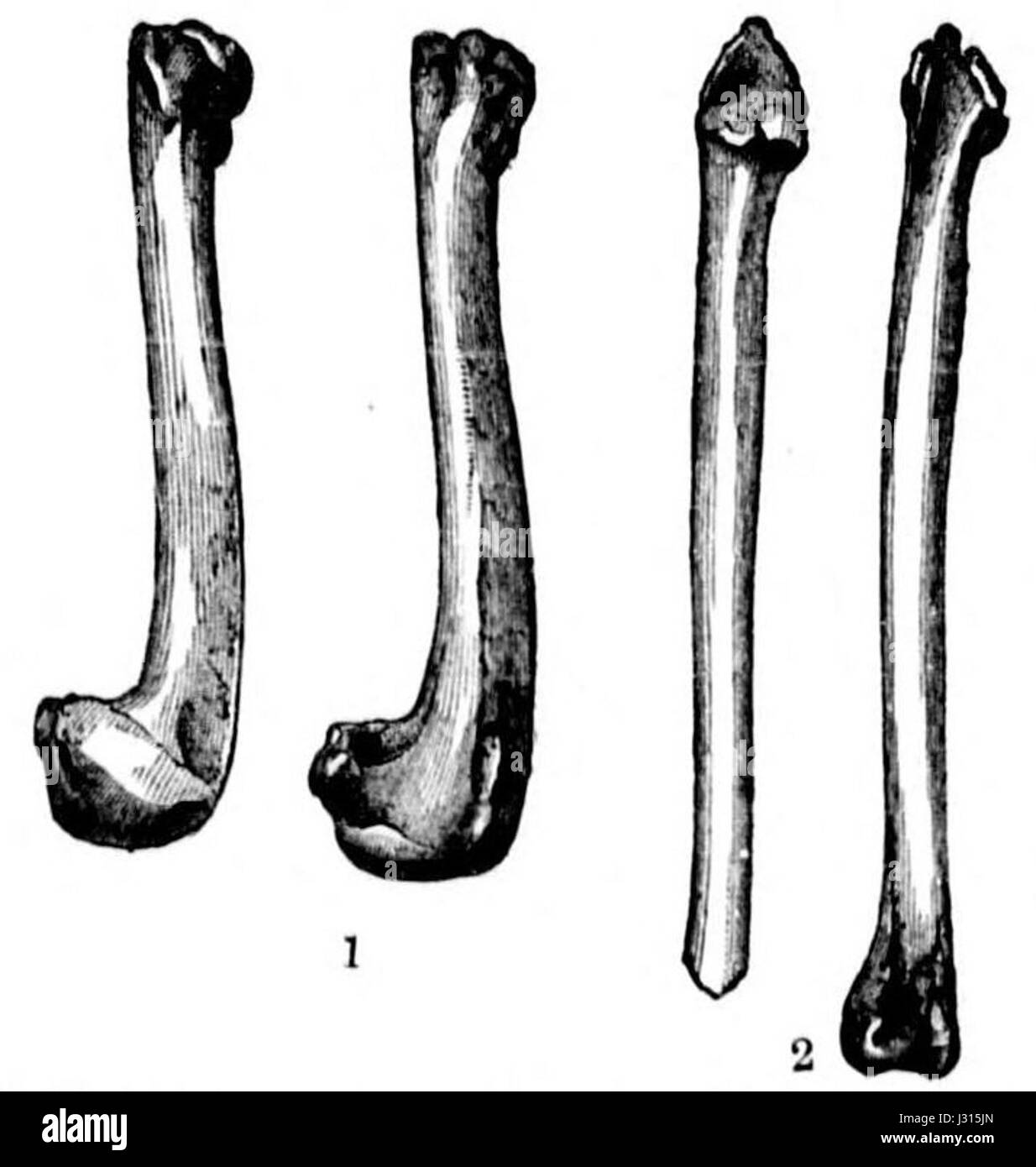 Bones and fossils Black and White Stock Photos & Images - Alamy