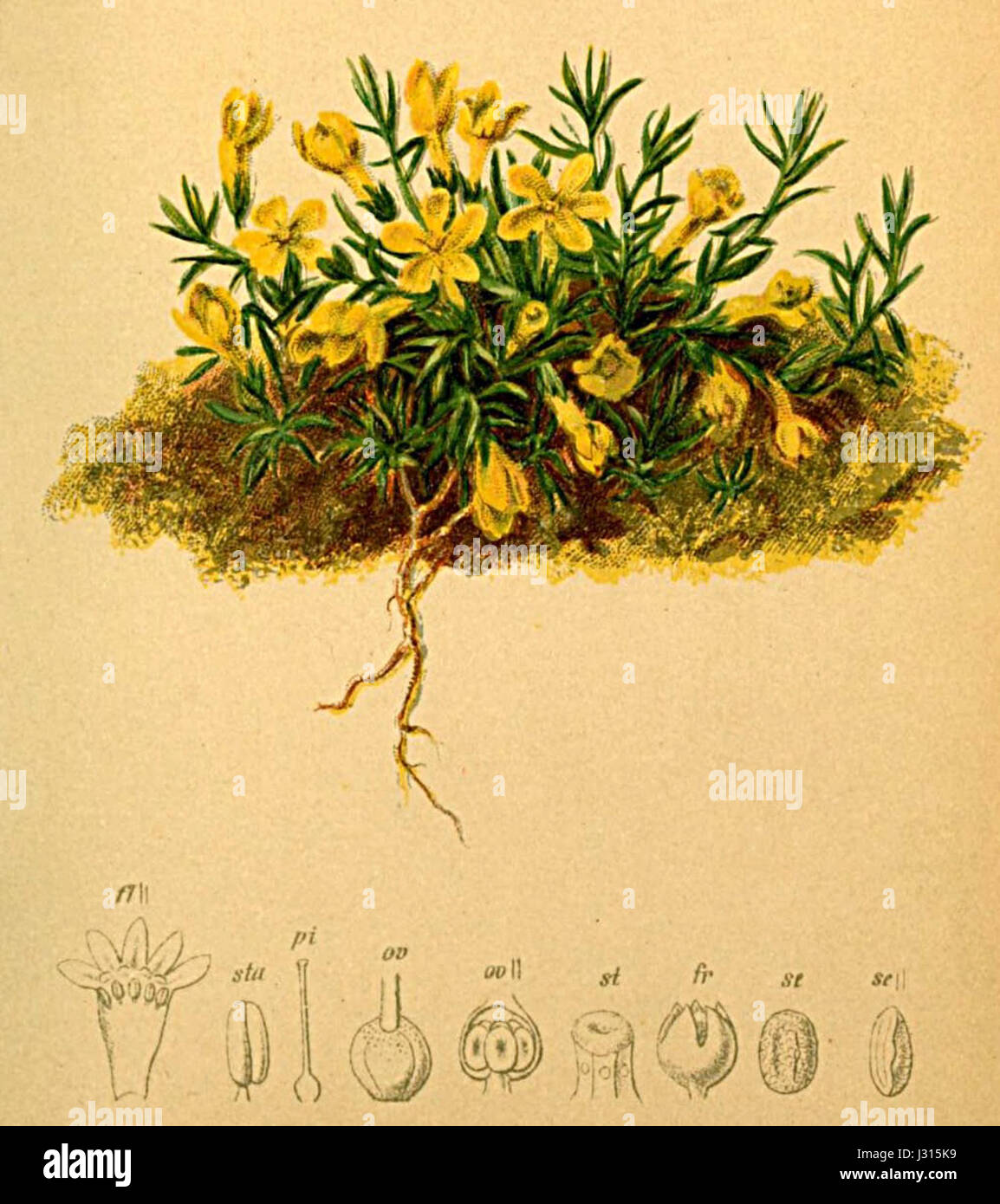 Aretia hi-res stock photography and images - Alamy