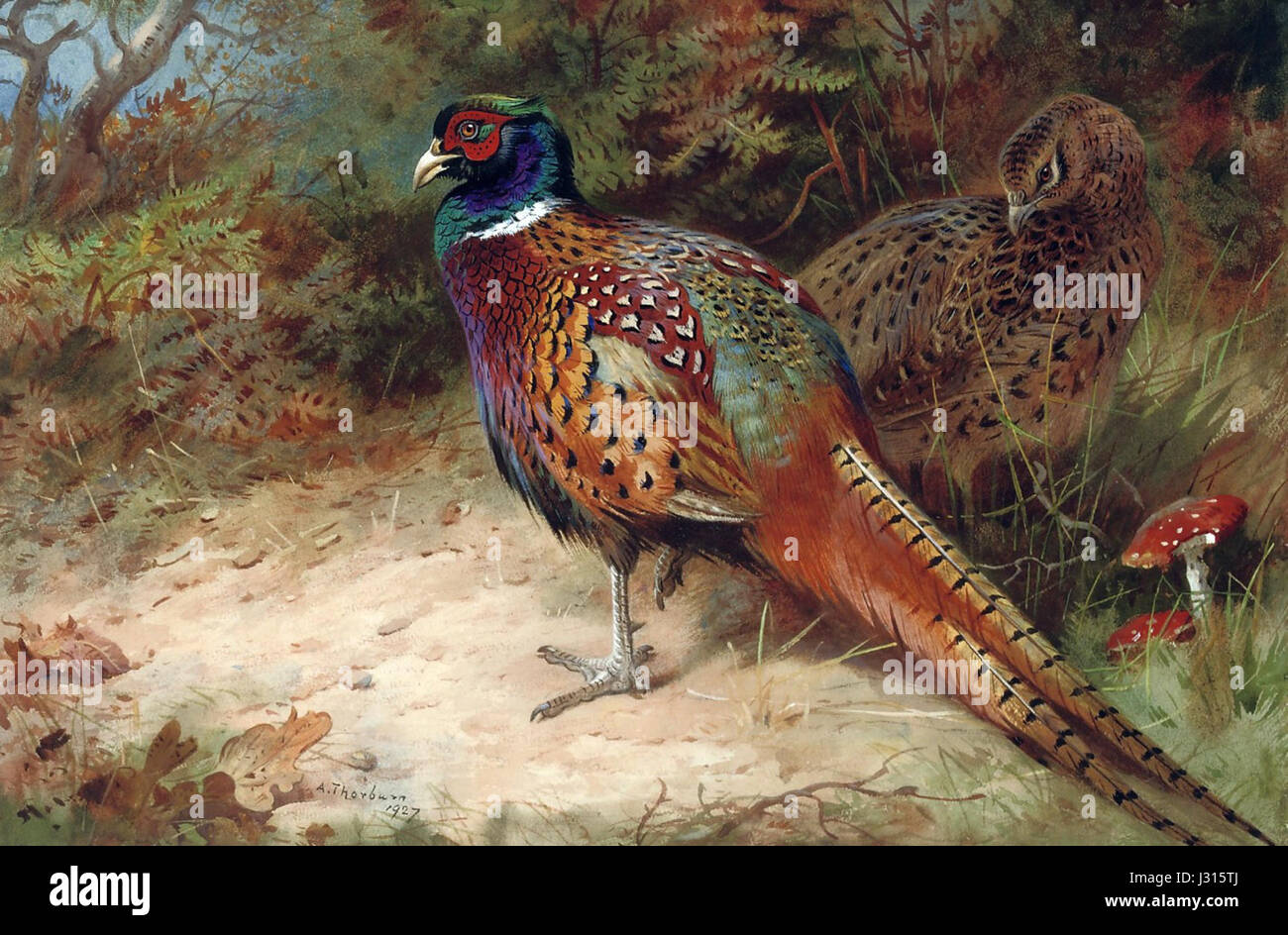 Archibald Thorburn was a Scottish artist known for his paintings of ...