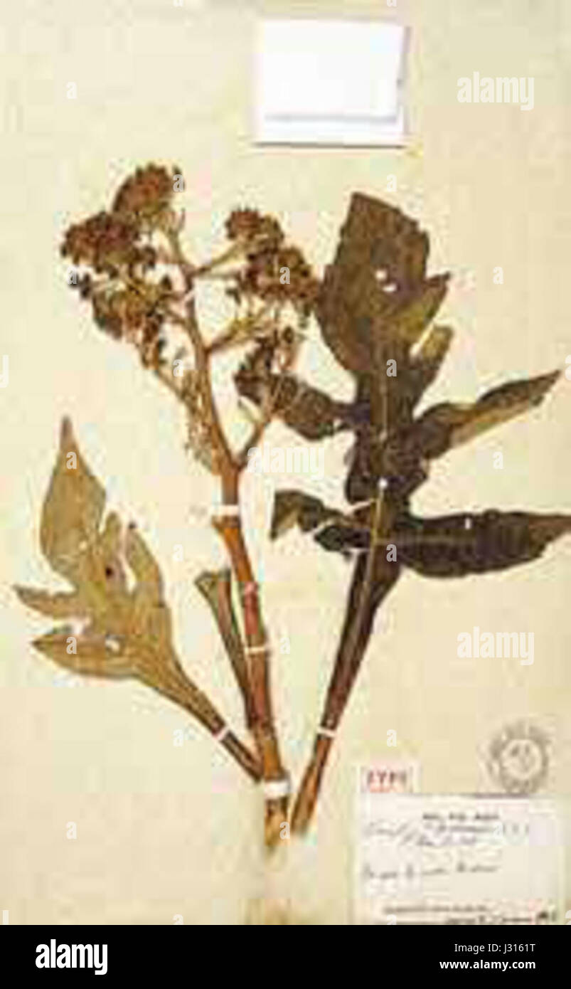 Herbario hi-res stock photography and images - Alamy