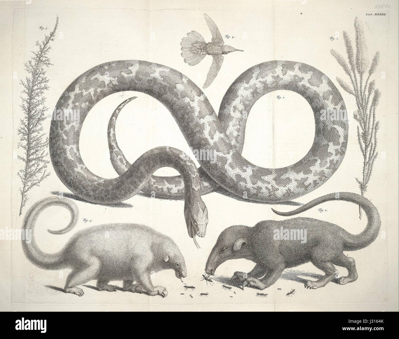 'Albertus Seba's Thesaurus' is a detailed collection of illustrations ...