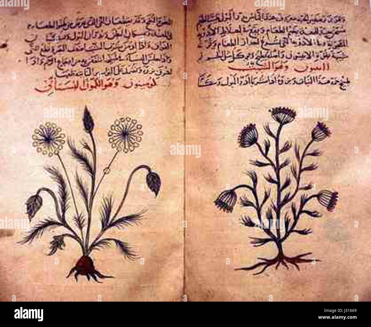 Arabic herbal medicine guidebook Stock Photo - Alamy