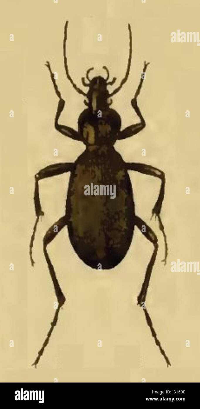 Aplothorax burchelli, commonly known as Burchell's horned lizard, is a ...