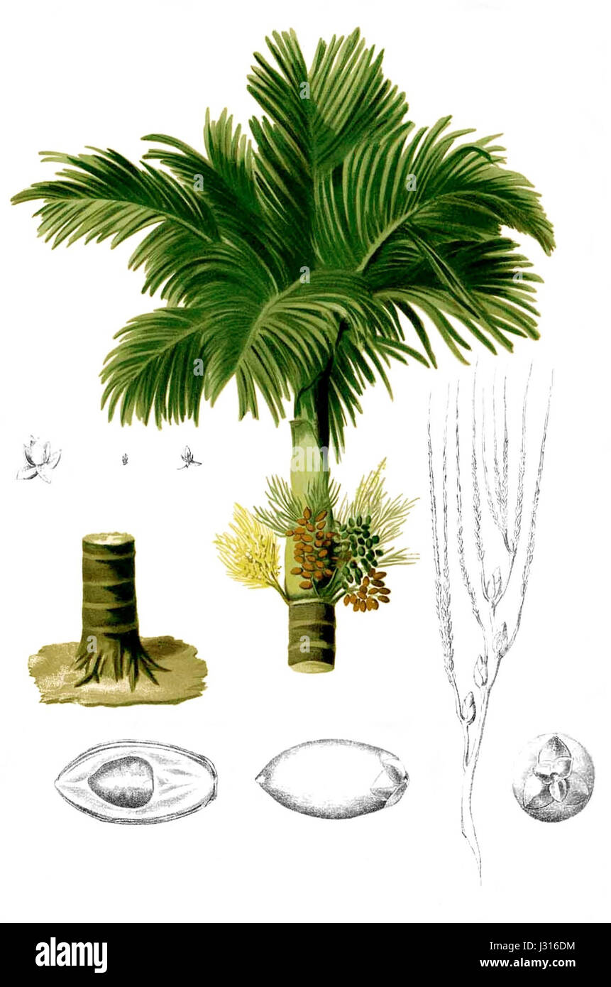 The Areca catechu, commonly known as the betel nut, is a tropical palm ...