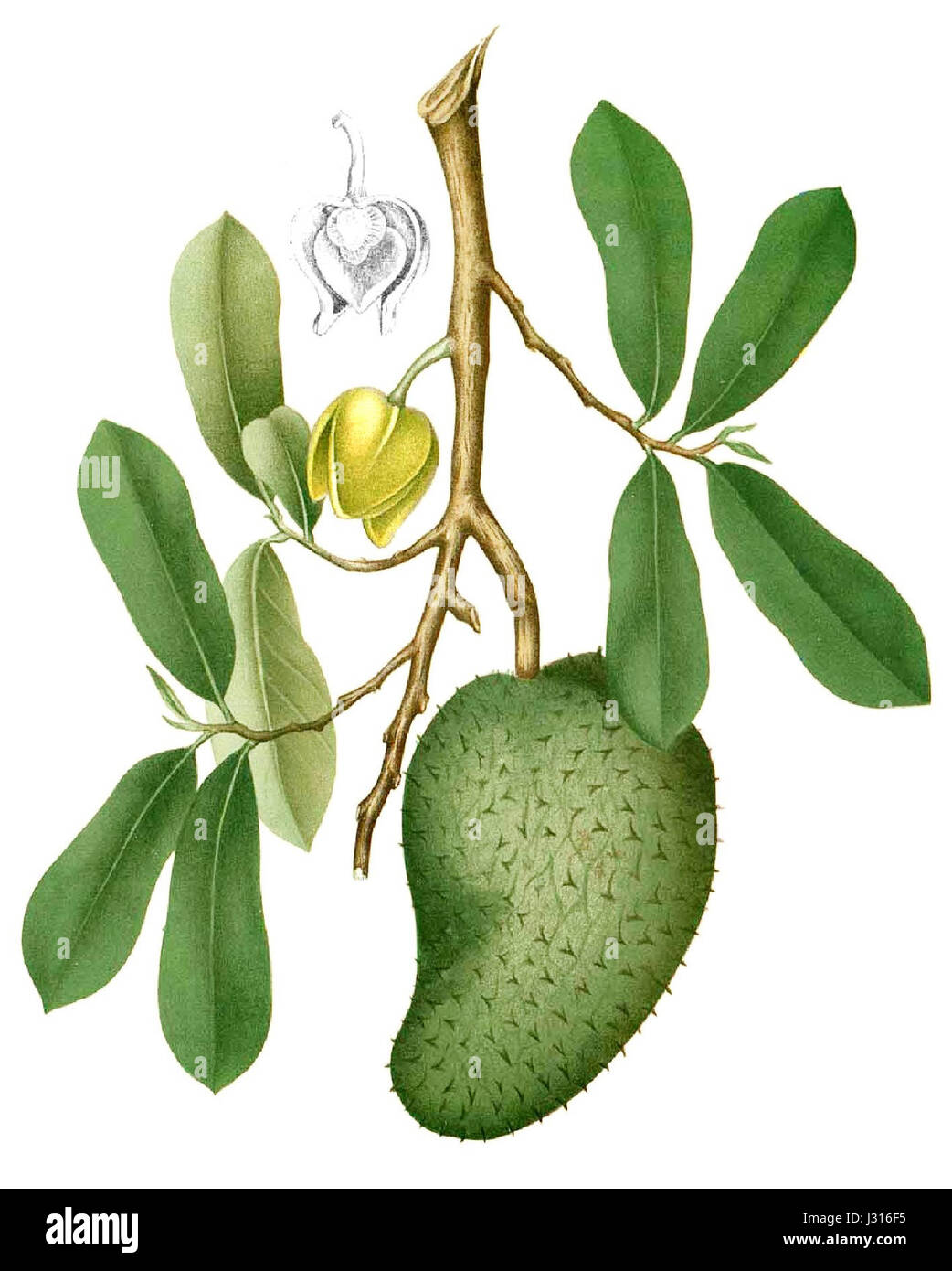 Annona muricata, commonly known as soursop, is a tropical fruit-bearing ...