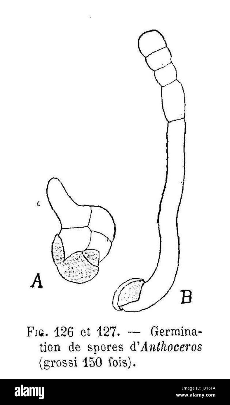 Anthoceros hornwort hi-res stock photography and images - Alamy