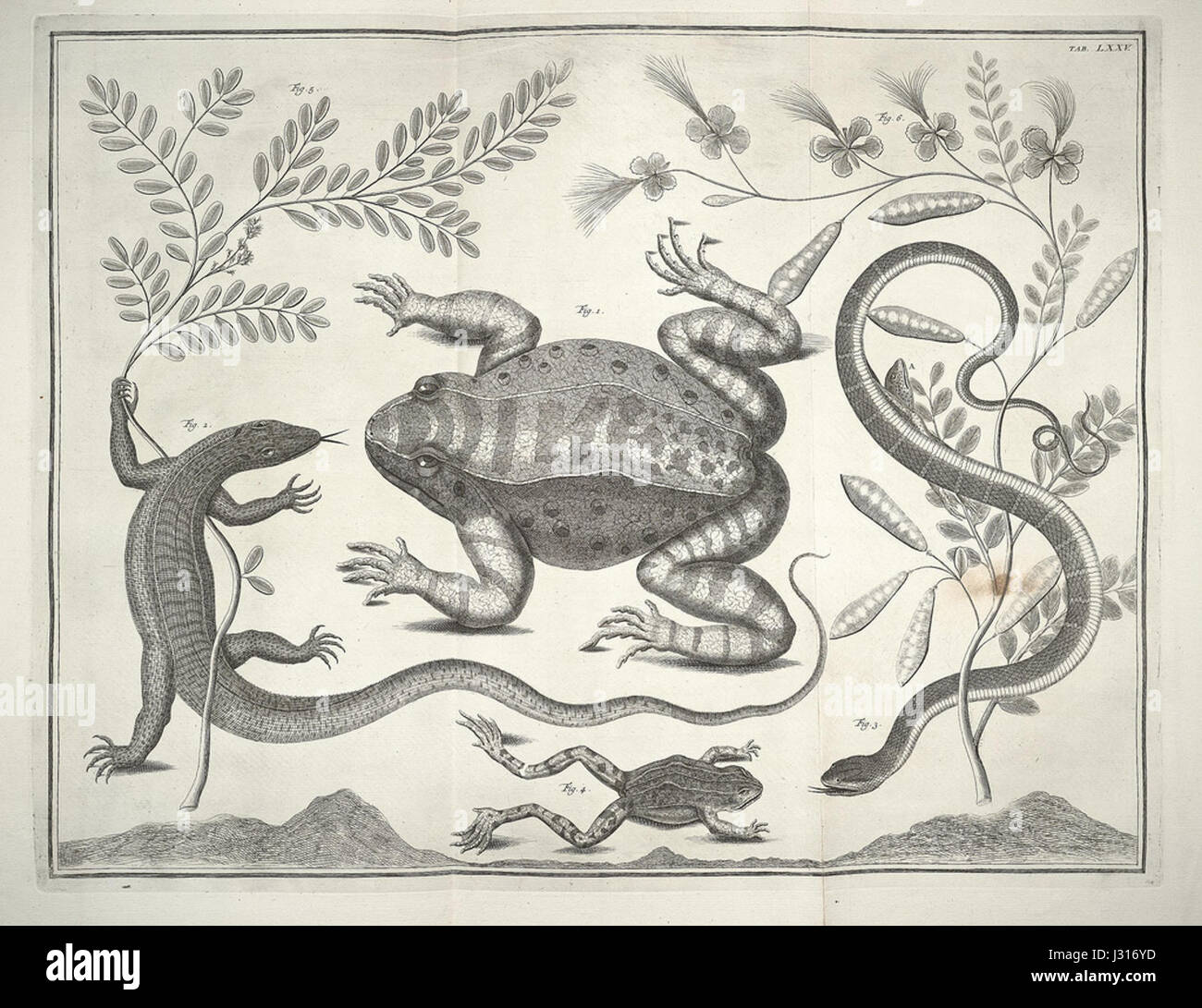 Thesaurus of albertus seba hi-res stock photography and images - Alamy