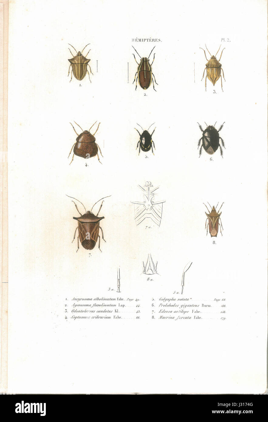 Amyot C.J.B.1843 Histoire naturelle des insectes. Hemipteres. Planche ...