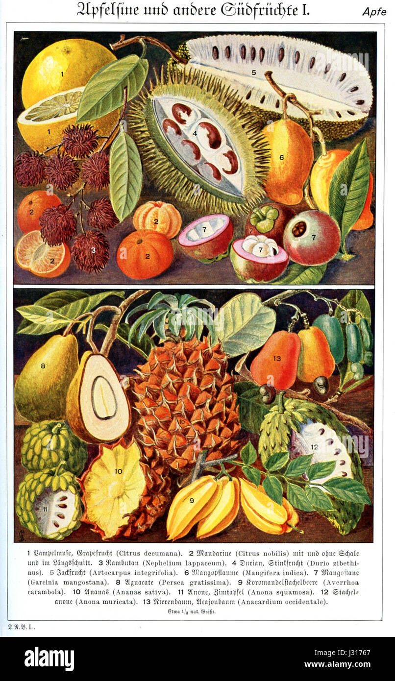 A section from Brockhaus detailing oranges (Apfelsine) and other ...
