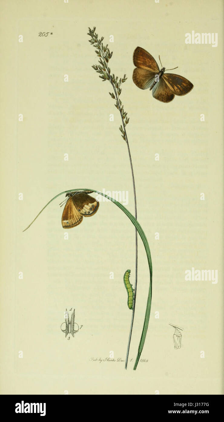 This image from 'British Entomology' depicts various species of insects ...