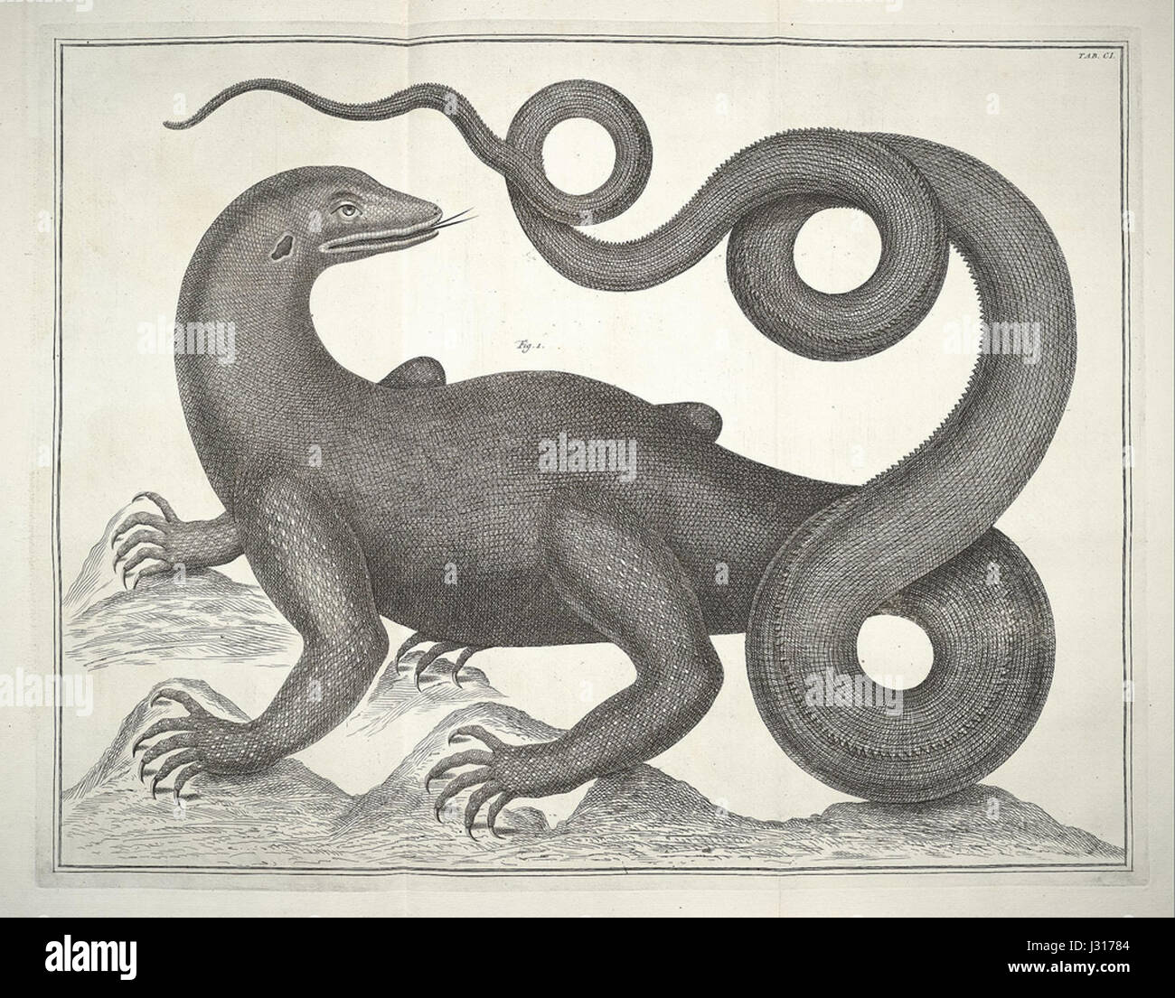 Albertus Seba Thesaurus Tab. CI Stock Photo - Alamy