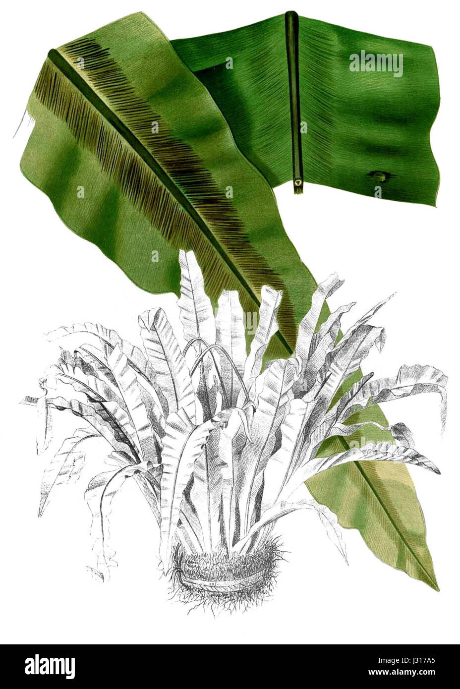 Asplenium nidus, commonly known as the bird's nest fern, is a popular ...