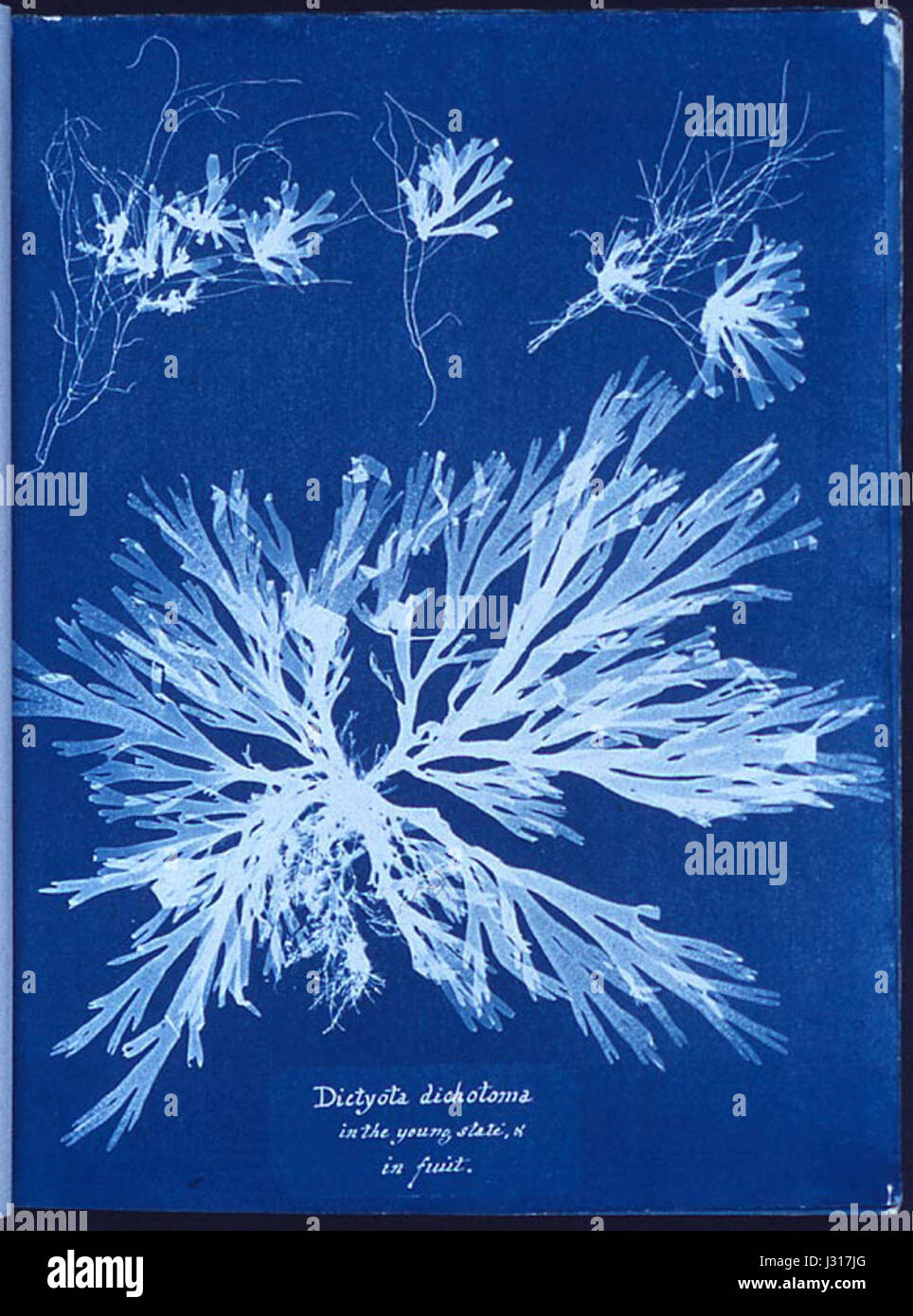 Cyanotype hi-res stock photography and images - Alamy