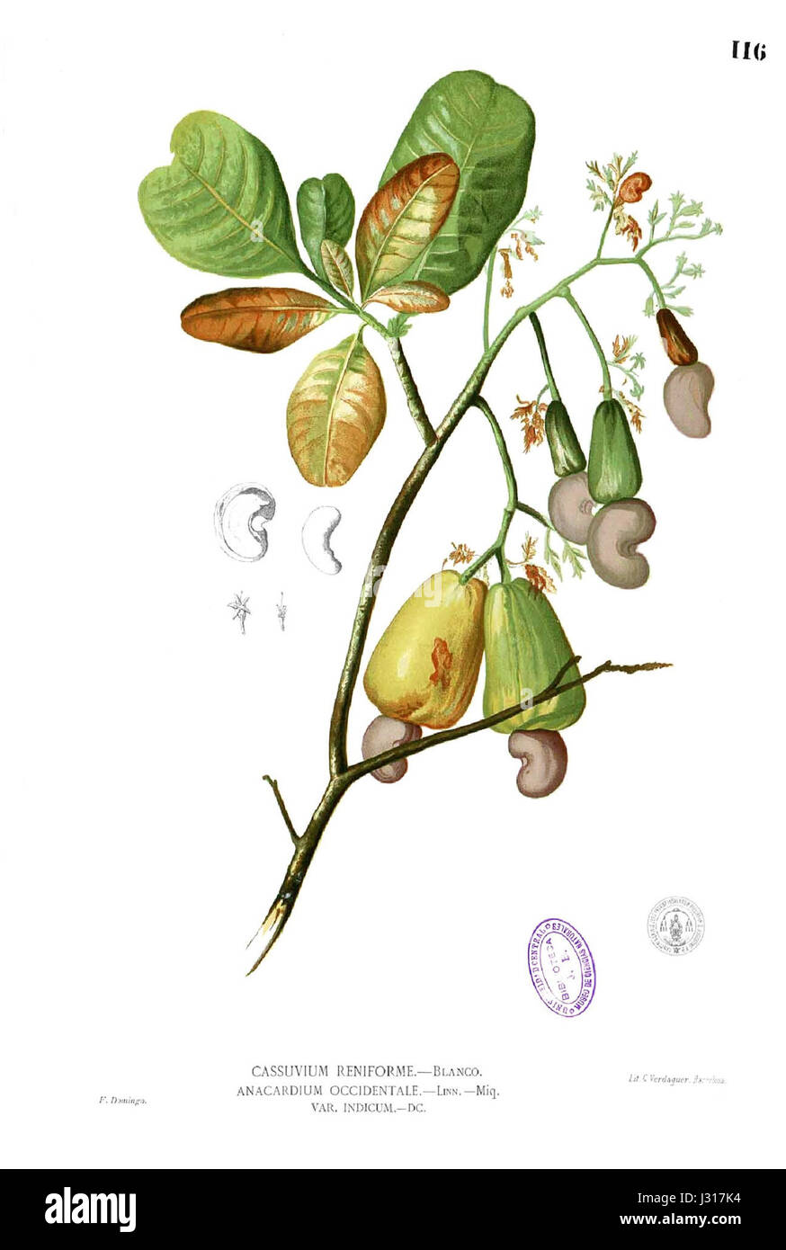 Anacardium occidentalis, commonly known as cashew, is a tropical tree ...