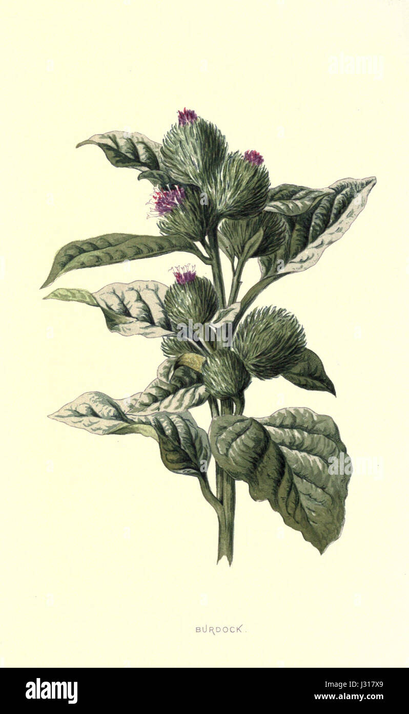 Arctium lappa, commonly known as burdock, is a biennial plant in the ...