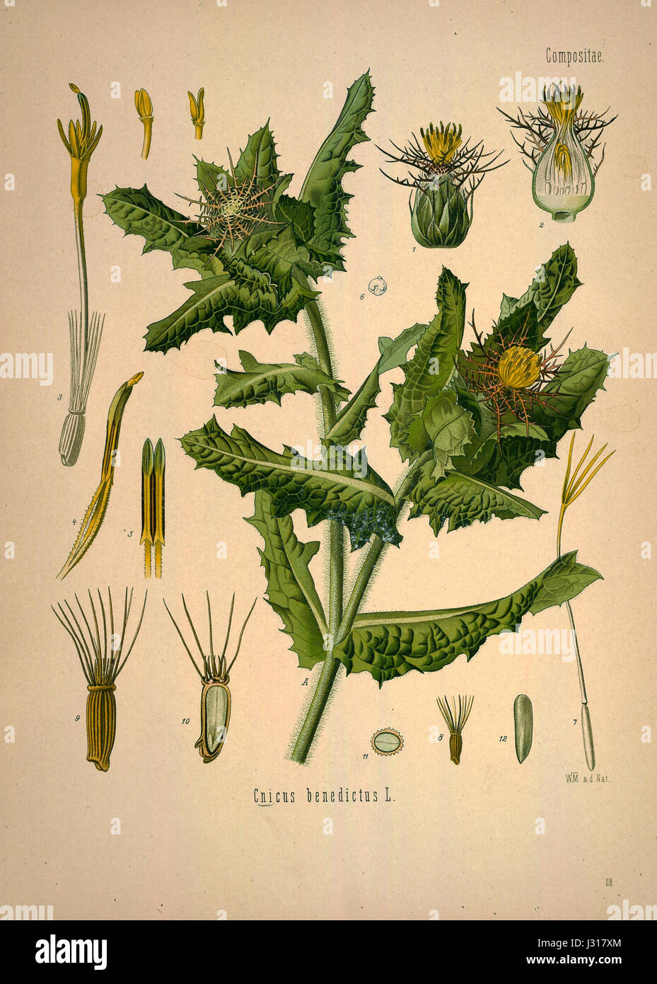 Centaurea benedicta, also known as blessed thistle, is a flowering ...