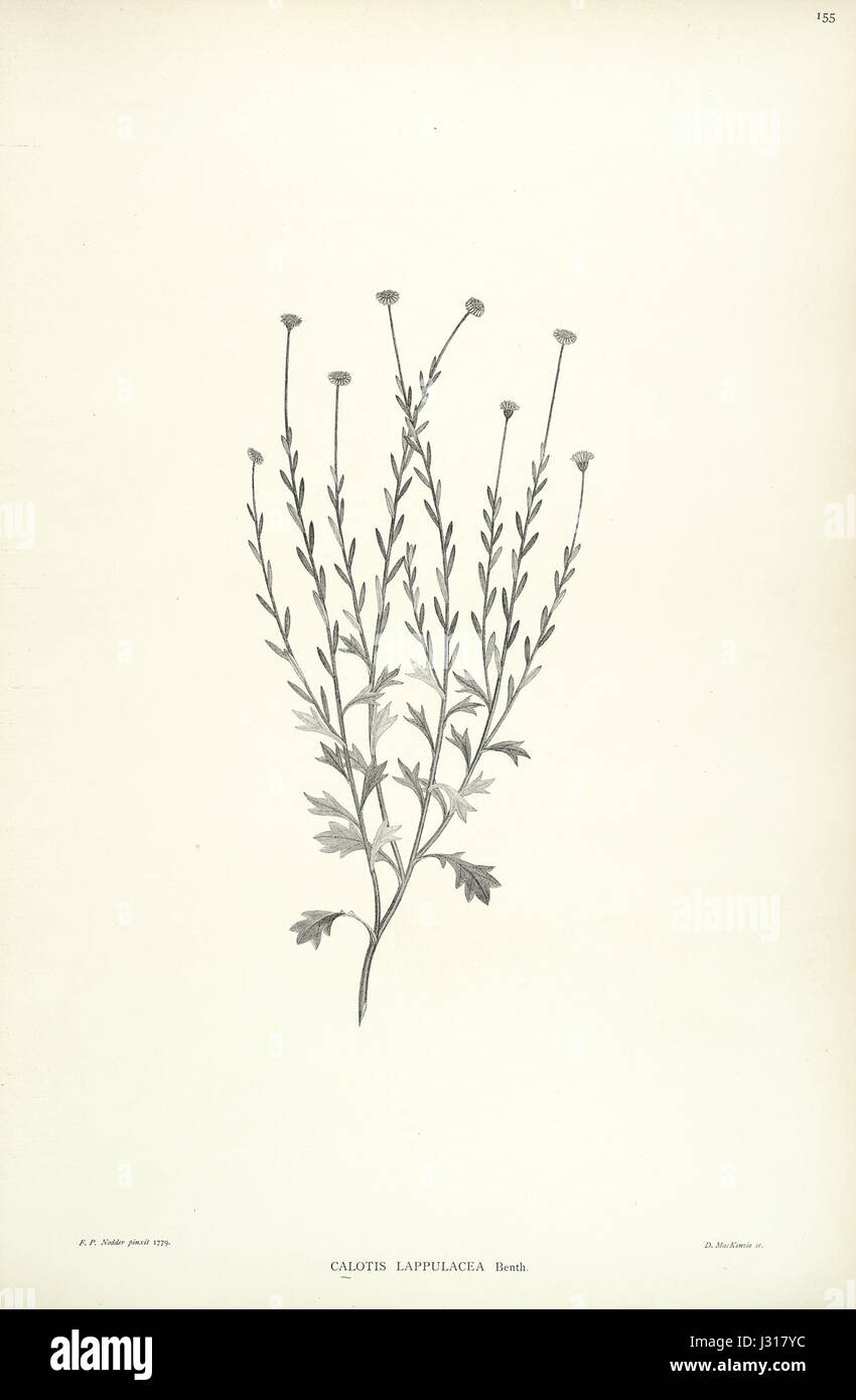 Calotis lappulacea is a species of flowering plant native to Australia ...