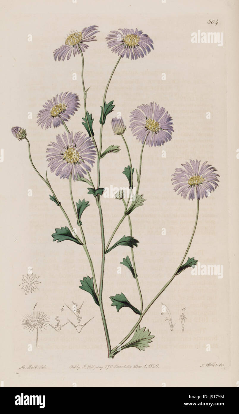 Calotis cuneifolia hi-res stock photography and images - Alamy