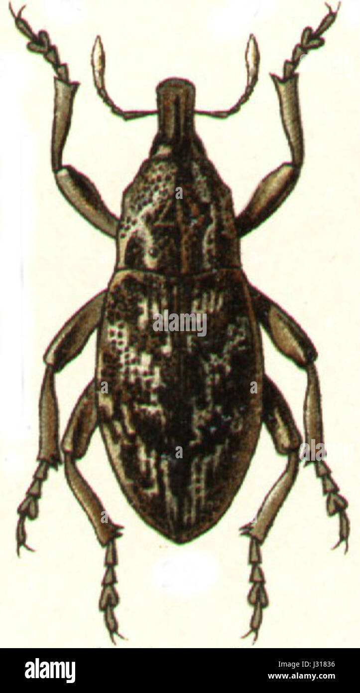 Granulosus hi-res stock photography and images - Alamy