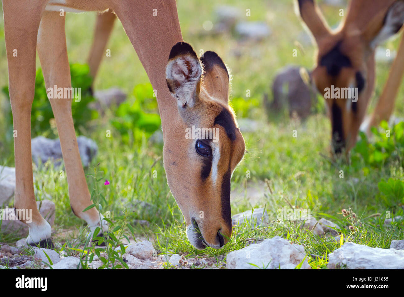 Black-faced Impala Aepyceros melampus sub species of Common Impala ...