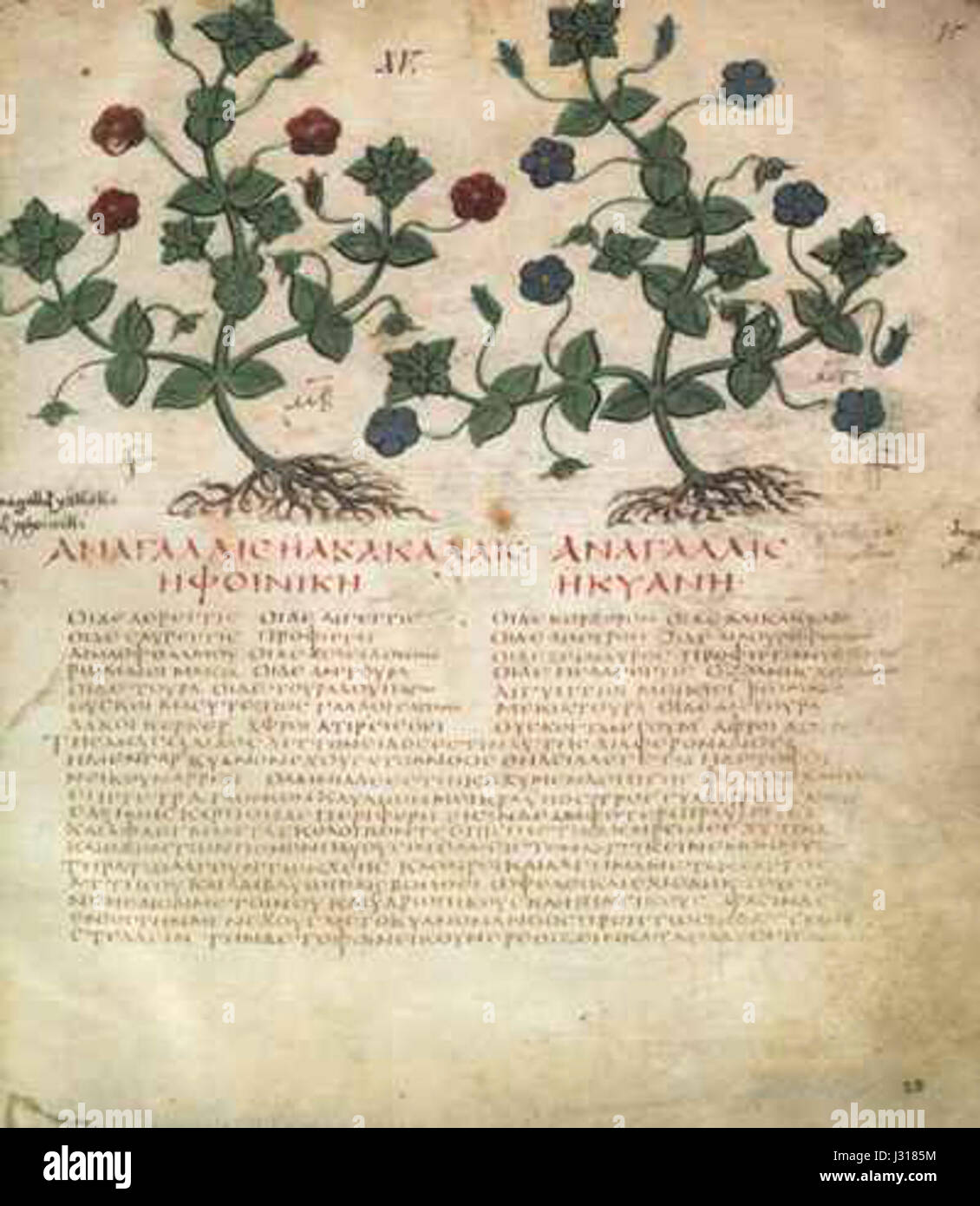 Dioscorides hi-res stock photography and images - Alamy