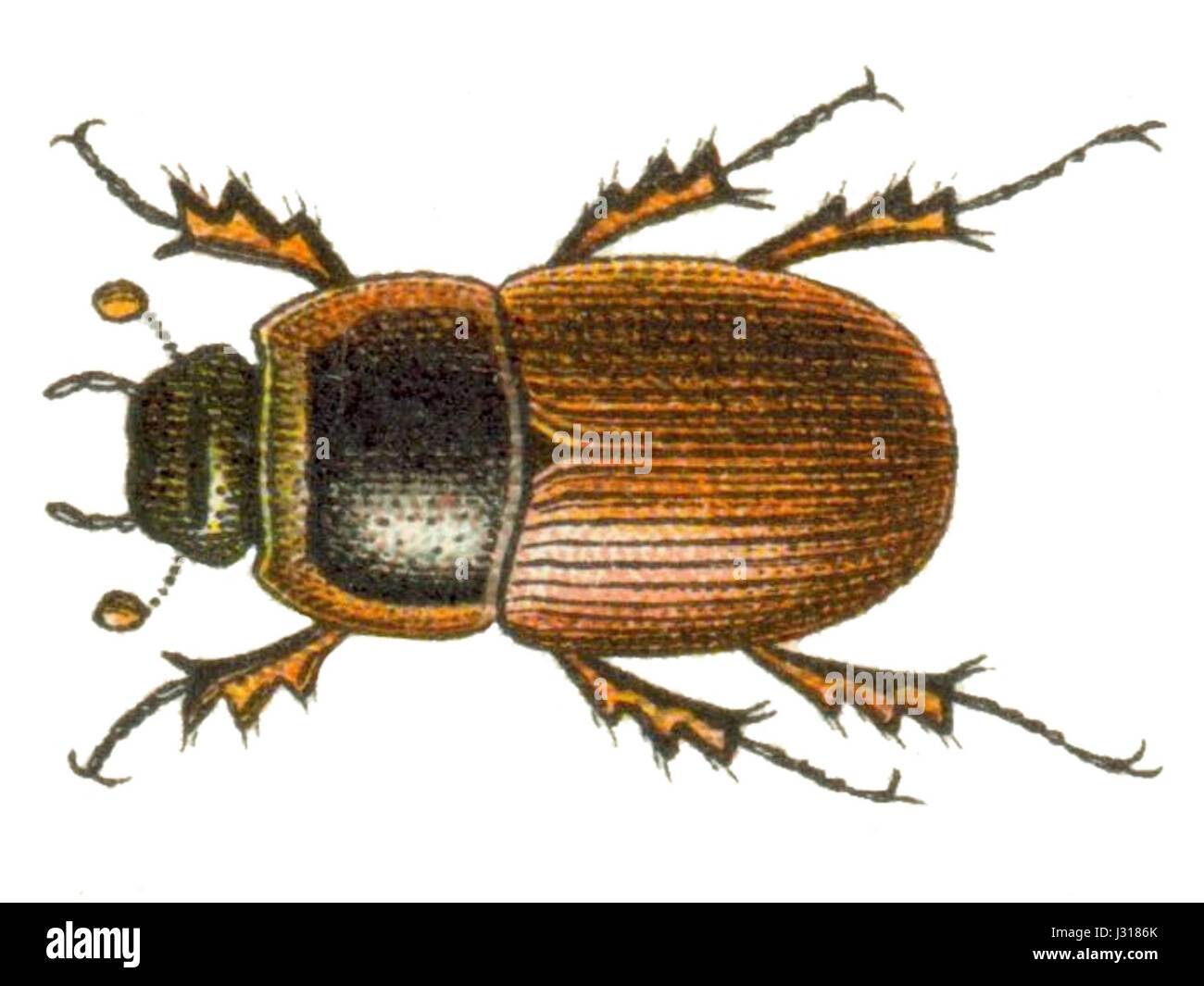 Aphodius foetens hi-res stock photography and images - Alamy