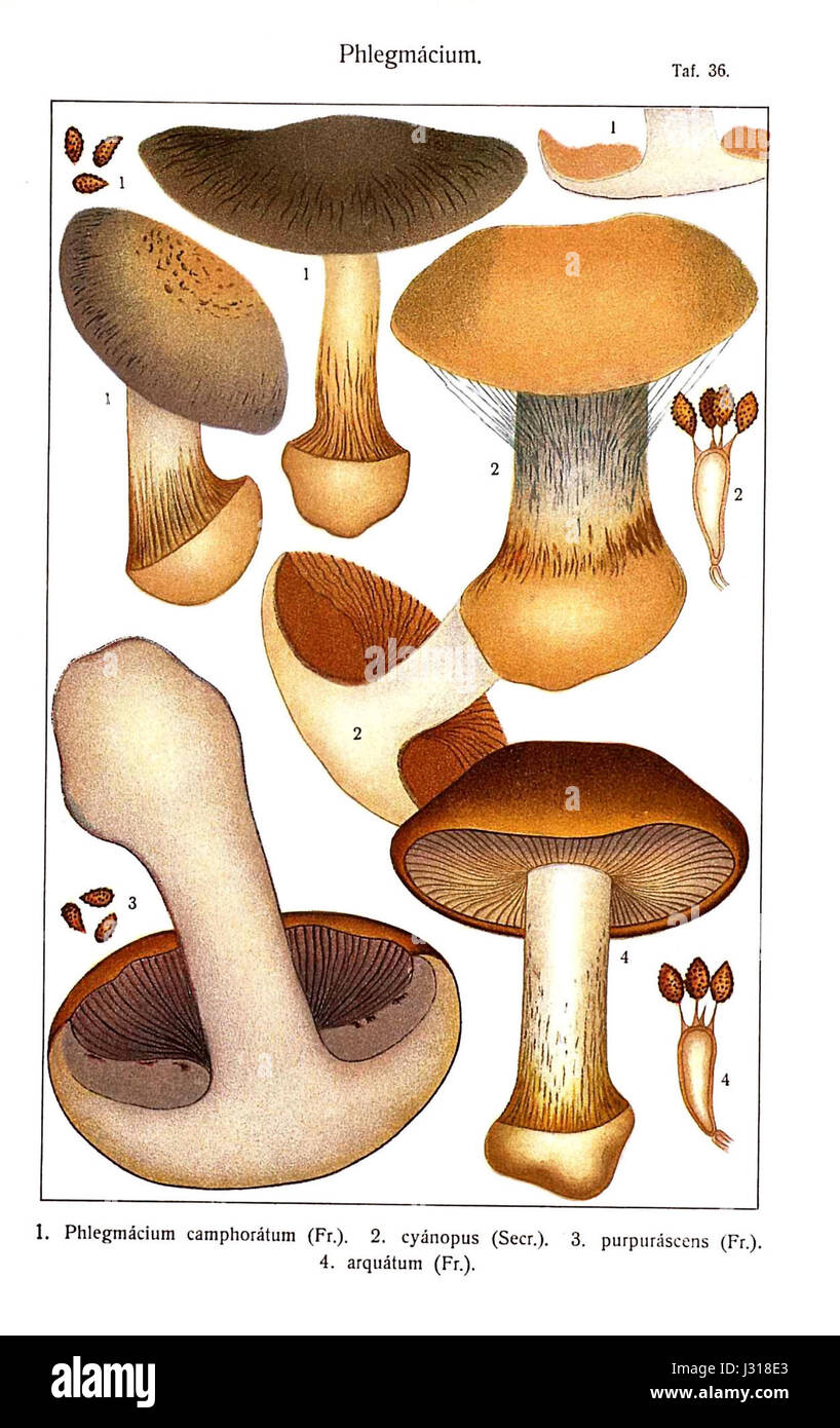 Adalbert Ricken's 'Blaetterpilze-Tab-36' is a botanical illustration of ...
