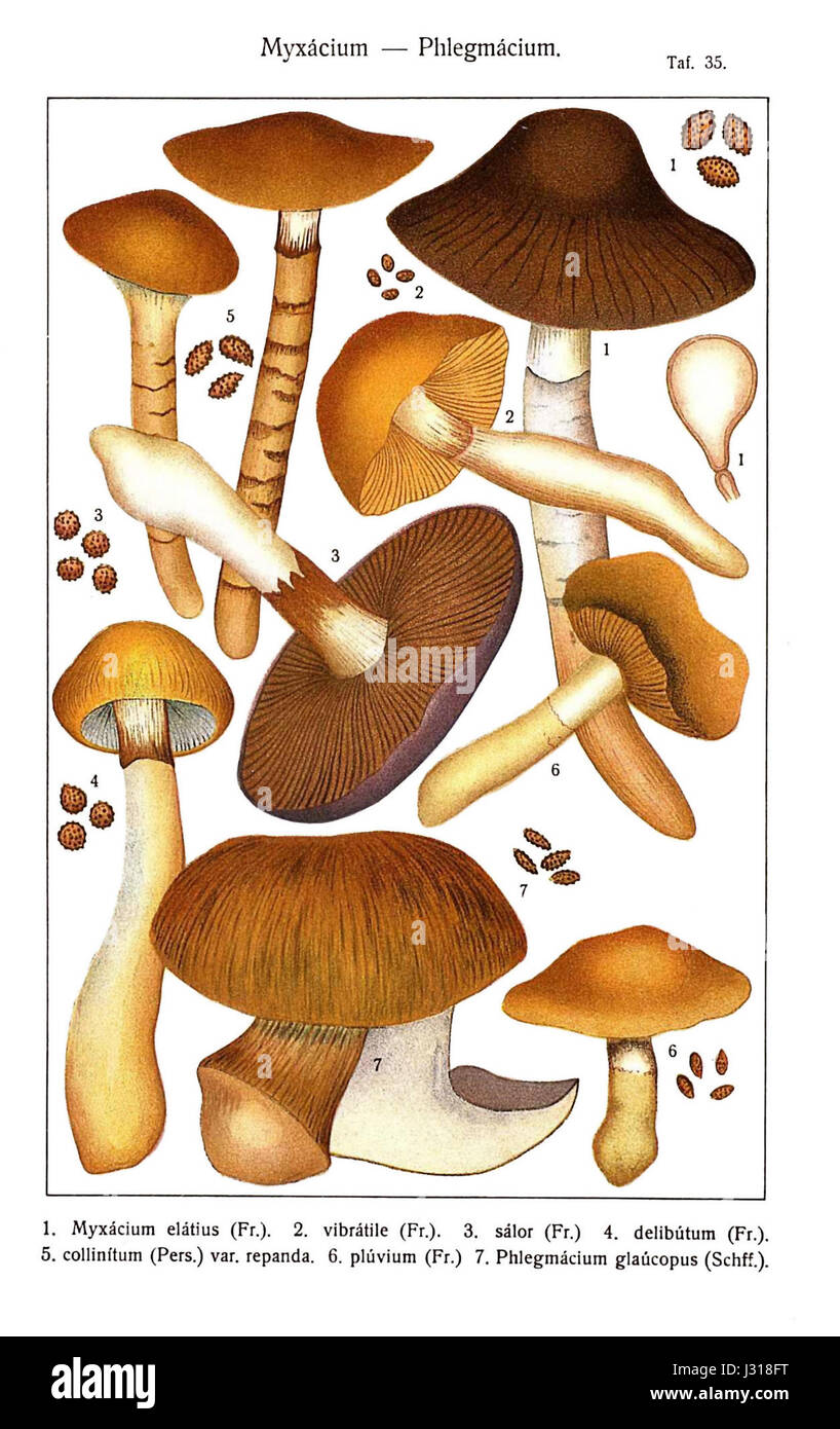 35 to Cut Out Stock Images & Pictures - Alamy