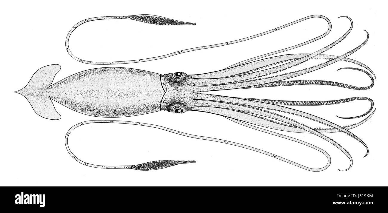 Architeuthis dux hi-res stock photography and images - Alamy