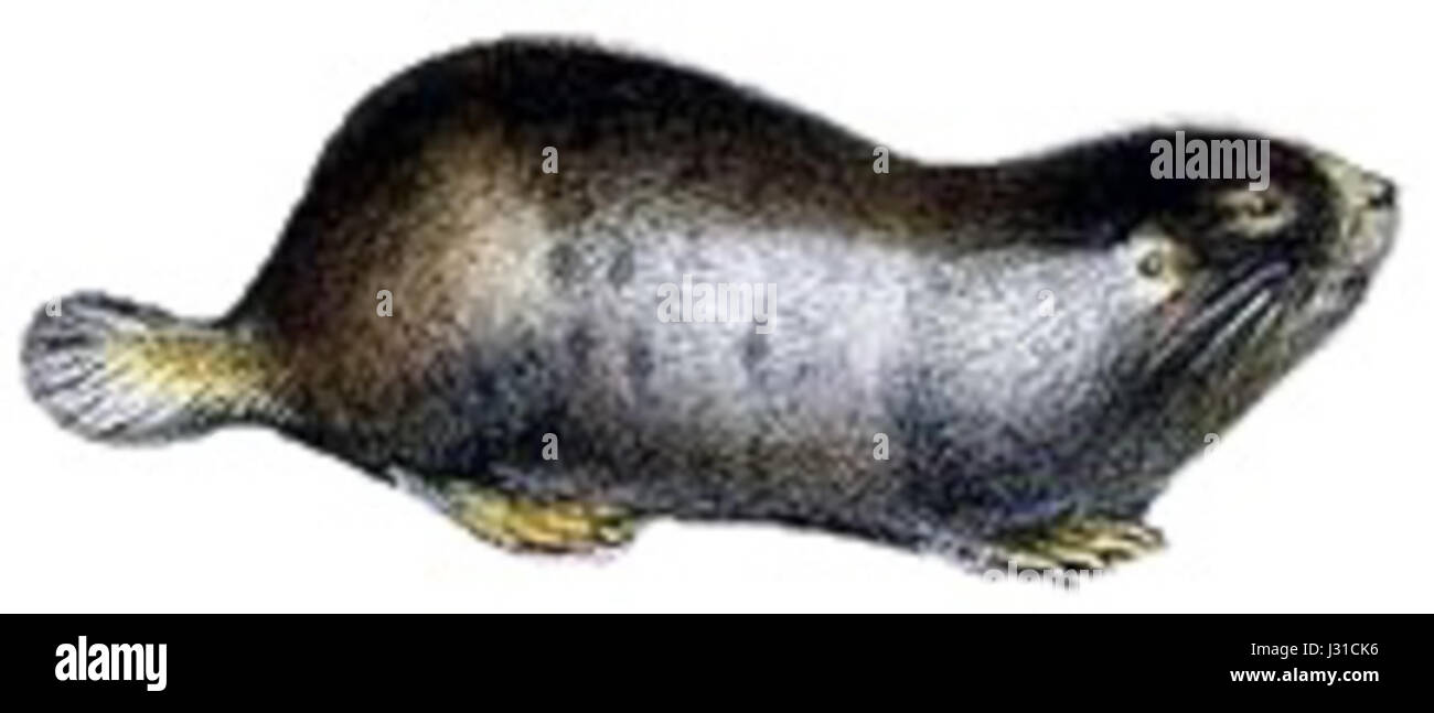 Bathyergus janetta, commonly known as the African mole-rat, is a ...