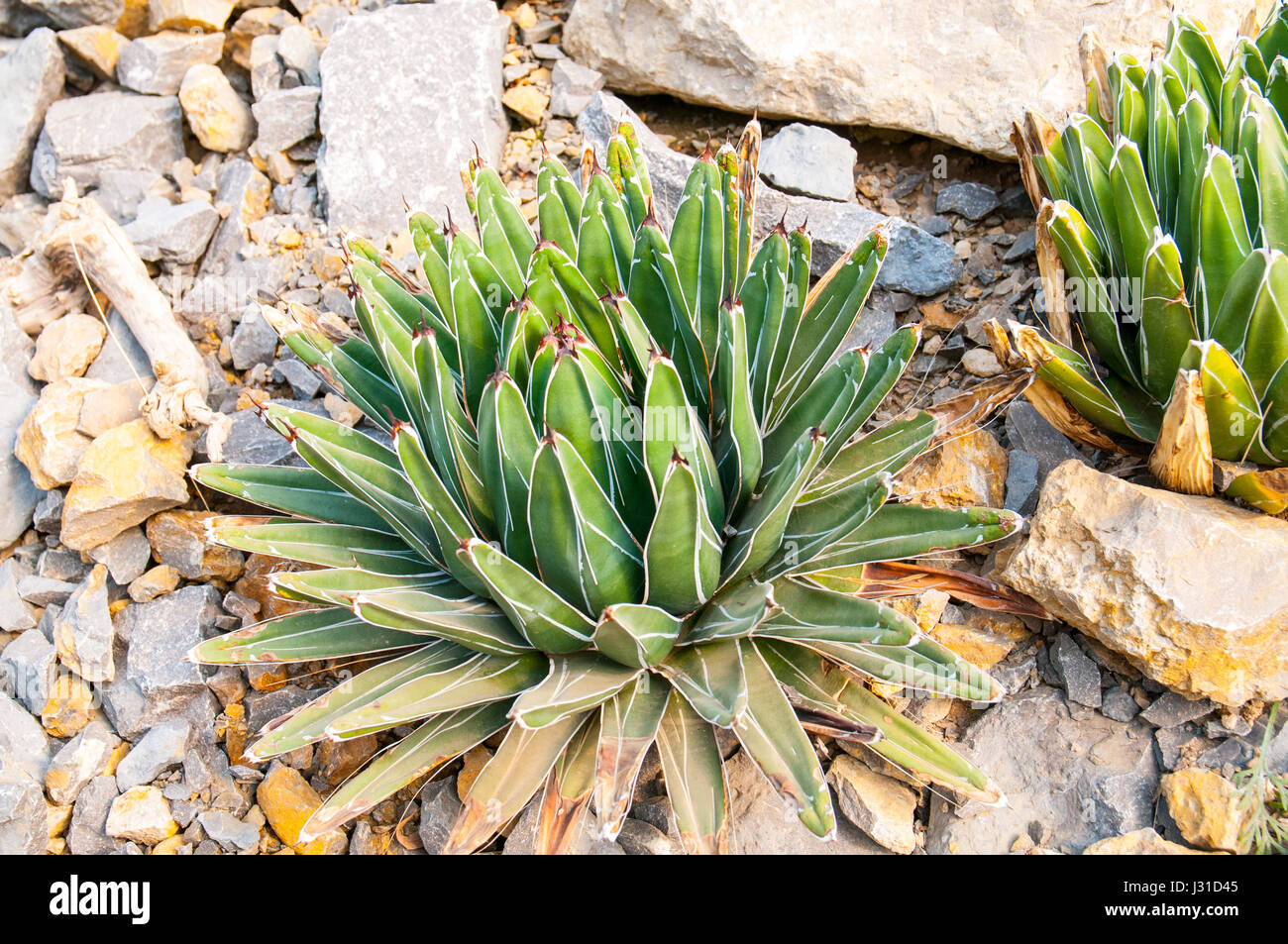 Agave victoriae-reginae (Queen Victoria agave, royal agave) is a small ...