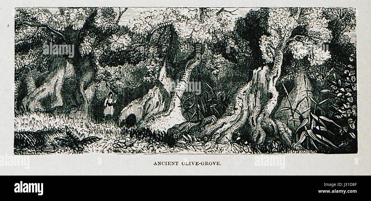Ancient olive-grove - Wordsworth Christopher - 1882 Stock Photo - Alamy