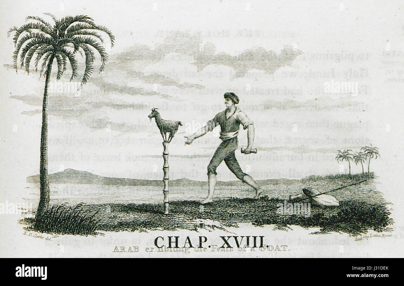 An image of an Arab individual demonstrating goat-handling skills ...