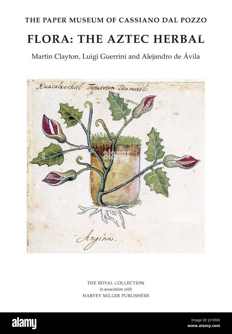 Aztec medicine Cut Out Stock Images & Pictures - Alamy