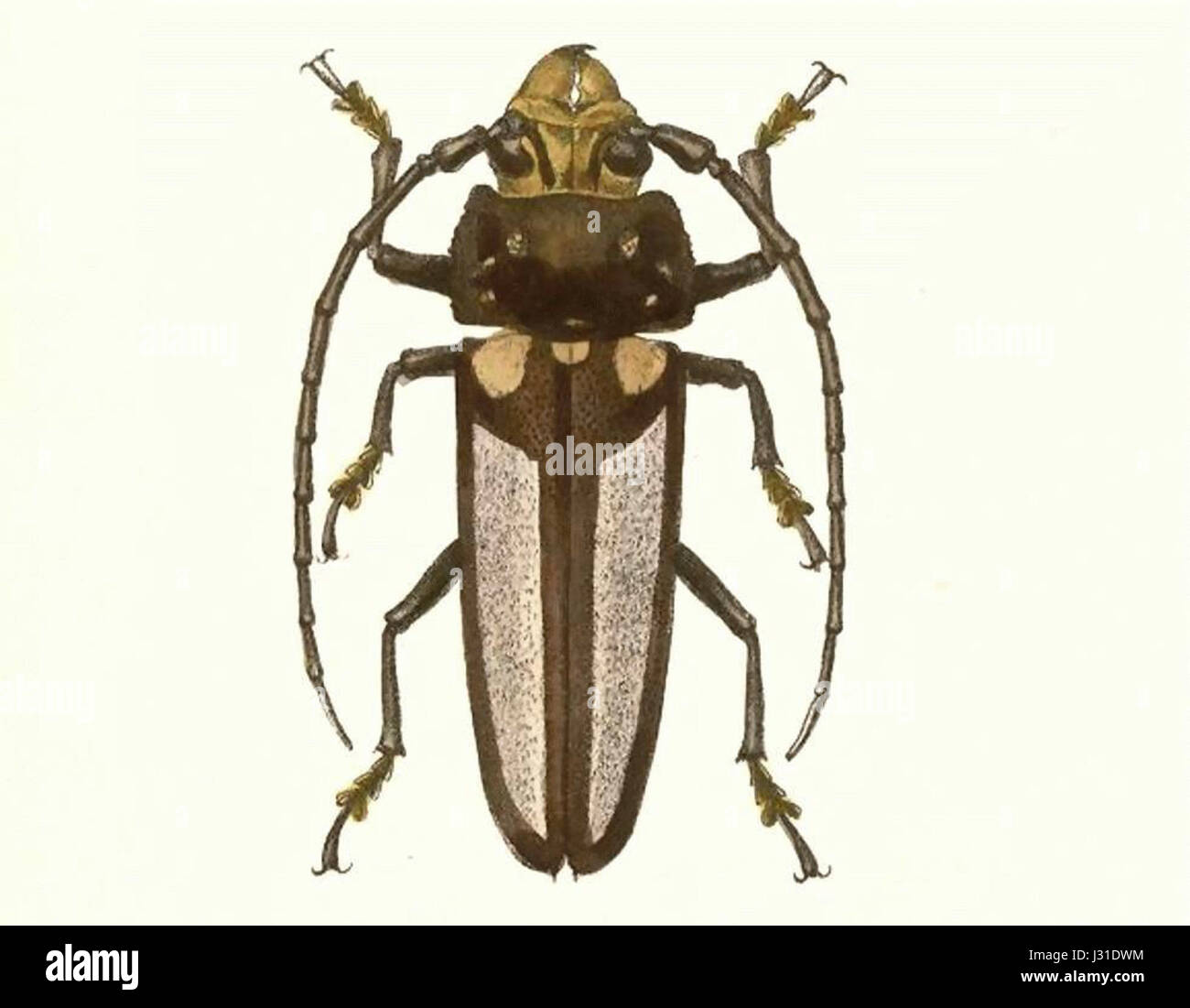 An entry from the 'Biologia Centrali-Americana' detailing the species ...